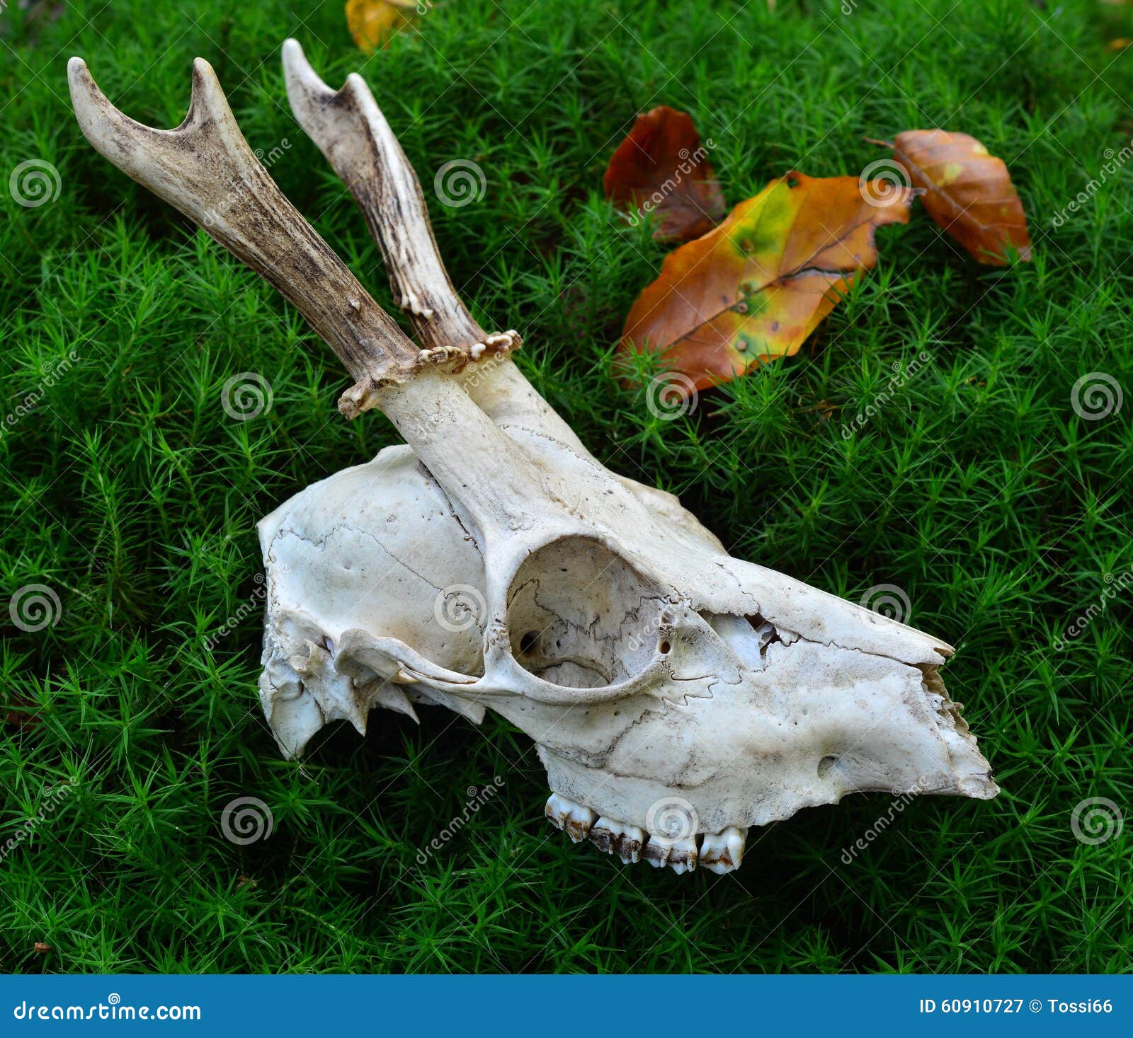 Roe deer skull stock image. Image of halloween, bone - 60910727