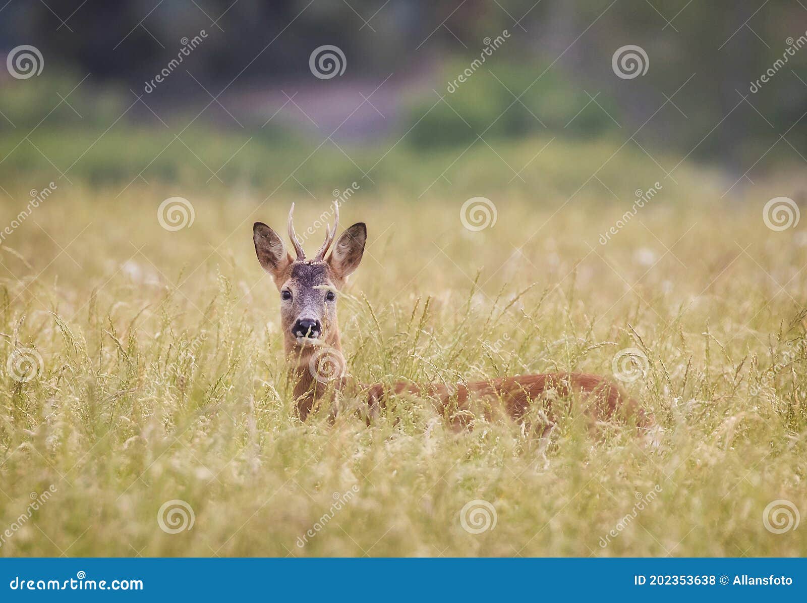 Roe Deer, Capreolus Capreolus Stock Photo - Image of goat, sweden ...