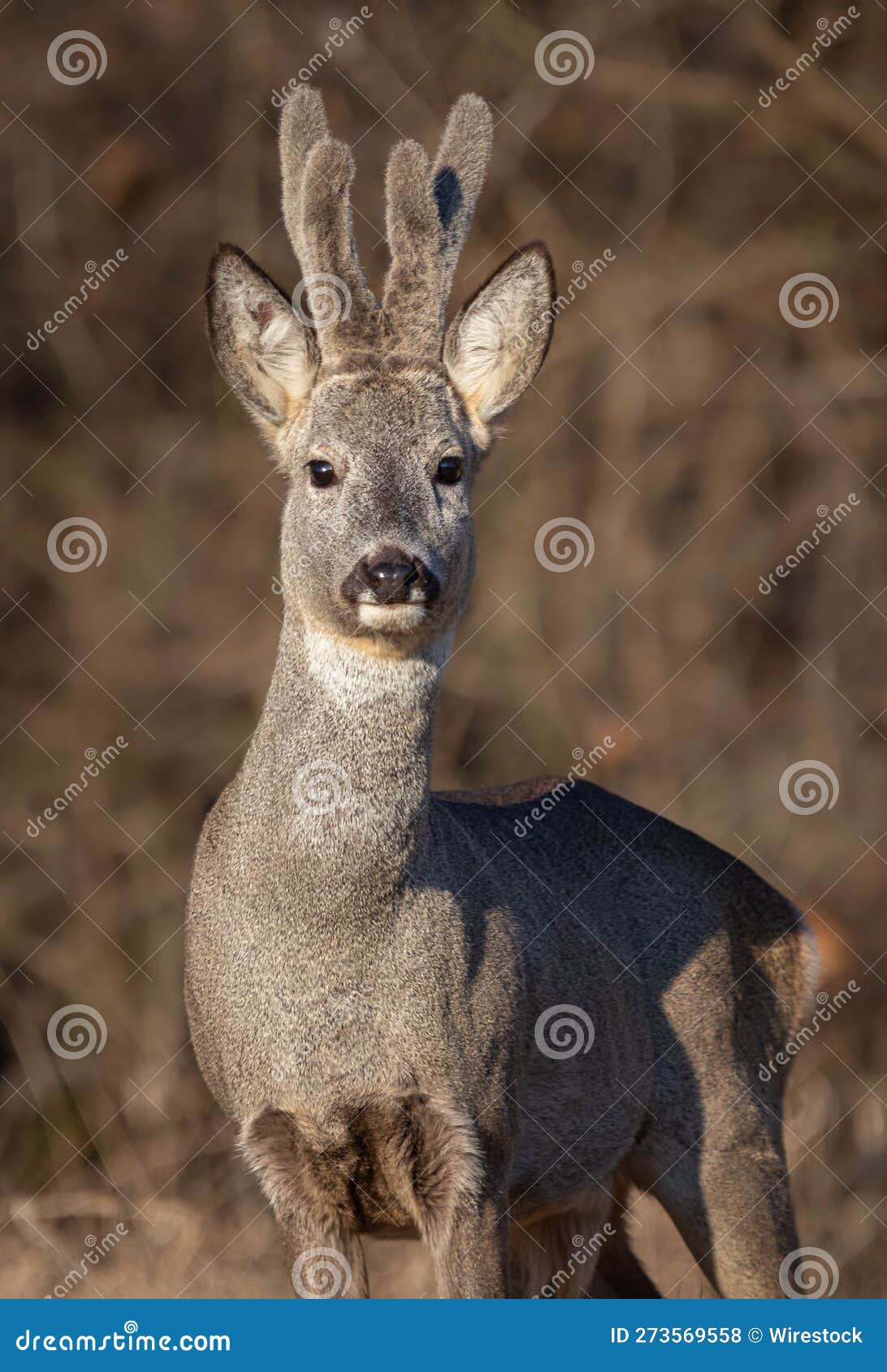 Roe Deer Stands Surrounded by a Sun-scorched Grassy Plain Stock Photo ...