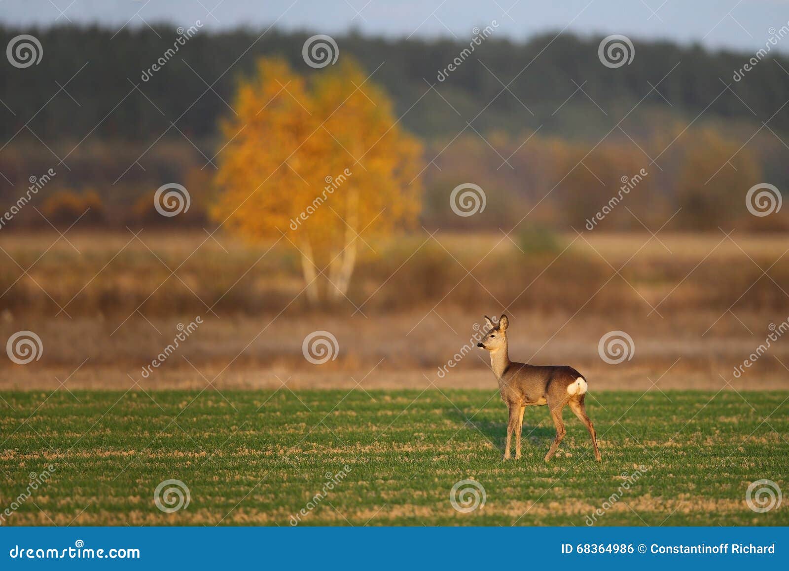Roe Deer at Sunset in Autumn Stock Photo - Image of antlers, male: 68364986