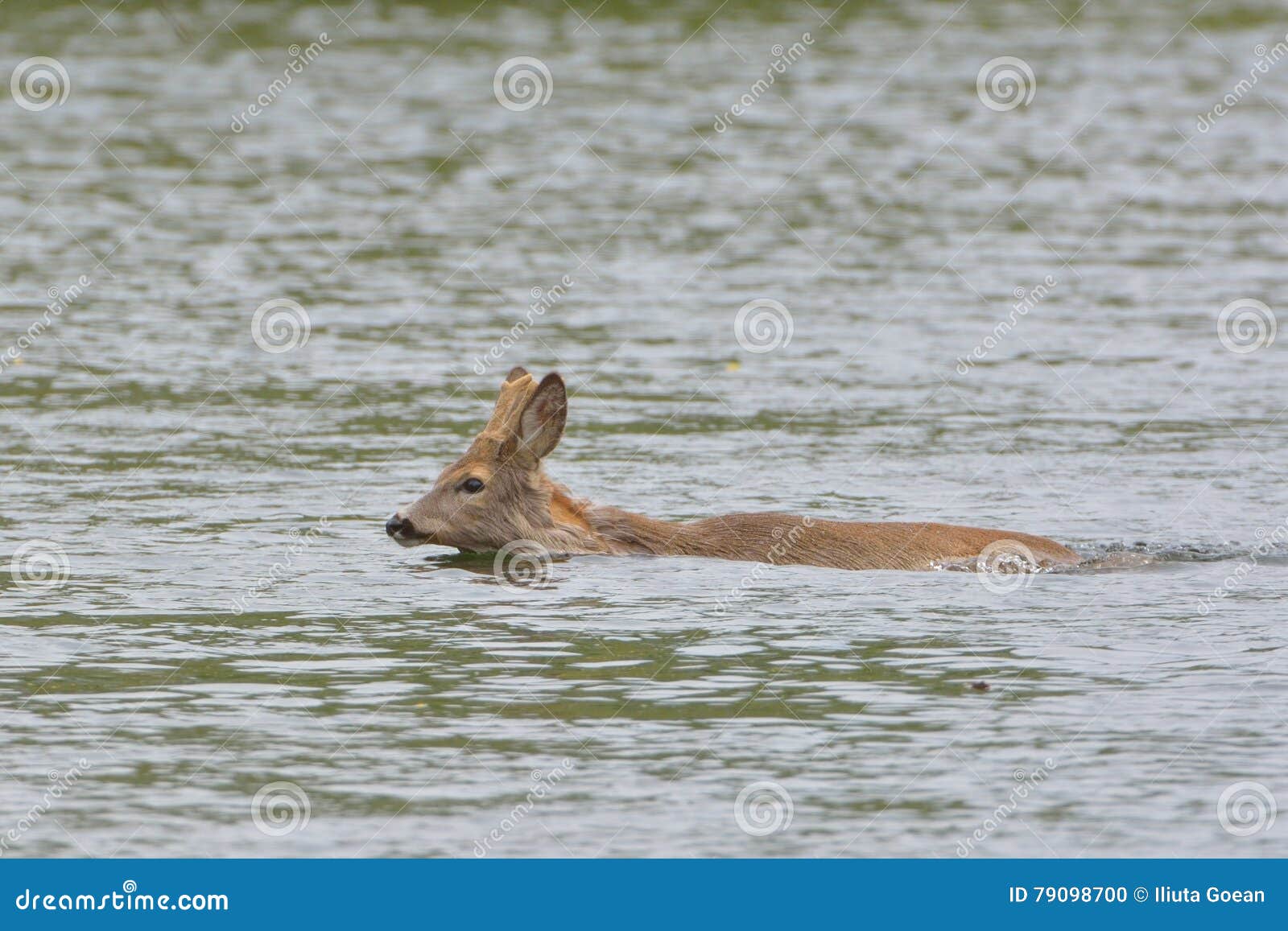 Roe Deer Swimming stockfoto. Bild von sommer, wasser - 79098700
