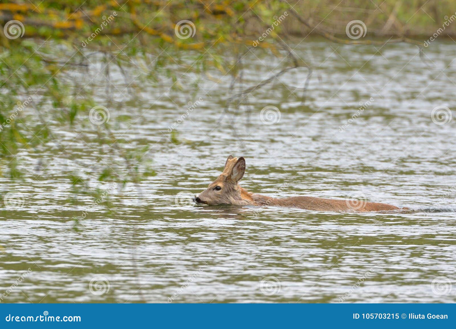 Roe Deer Swimming stock image. Image of swimm, danube - 105703215