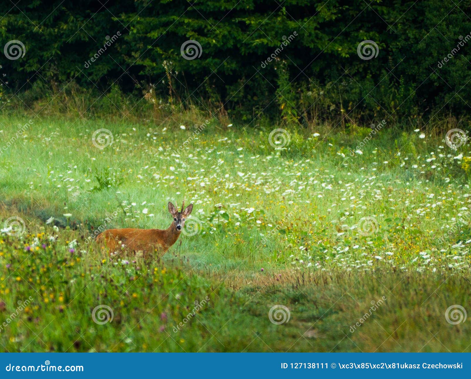 Roe Deer with Unique Antlers Stock Image - Image of buck, beautiful ...