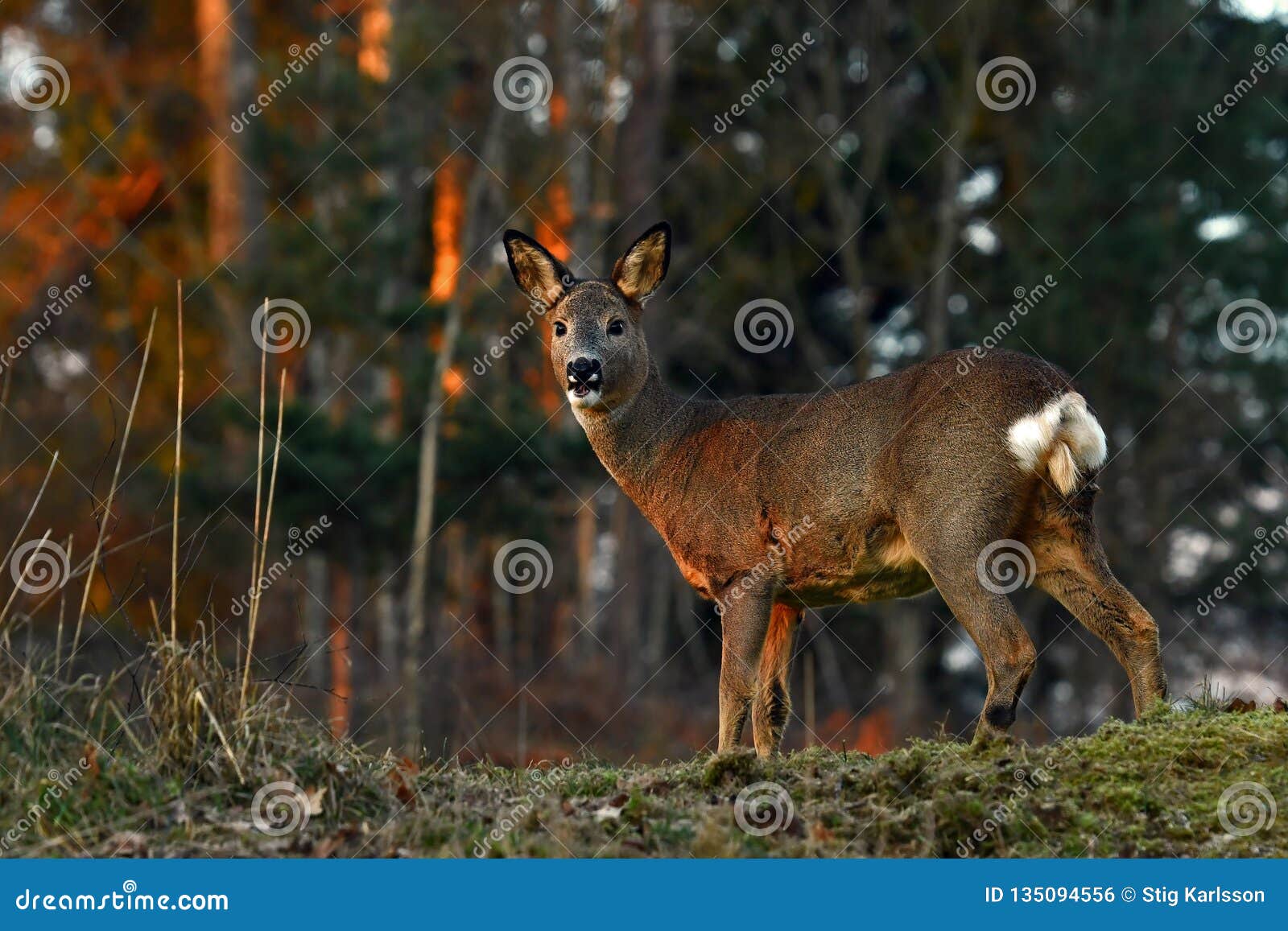Roe Deer, Capreolus Capreolus in a Warm Morning Light Stock Photo ...