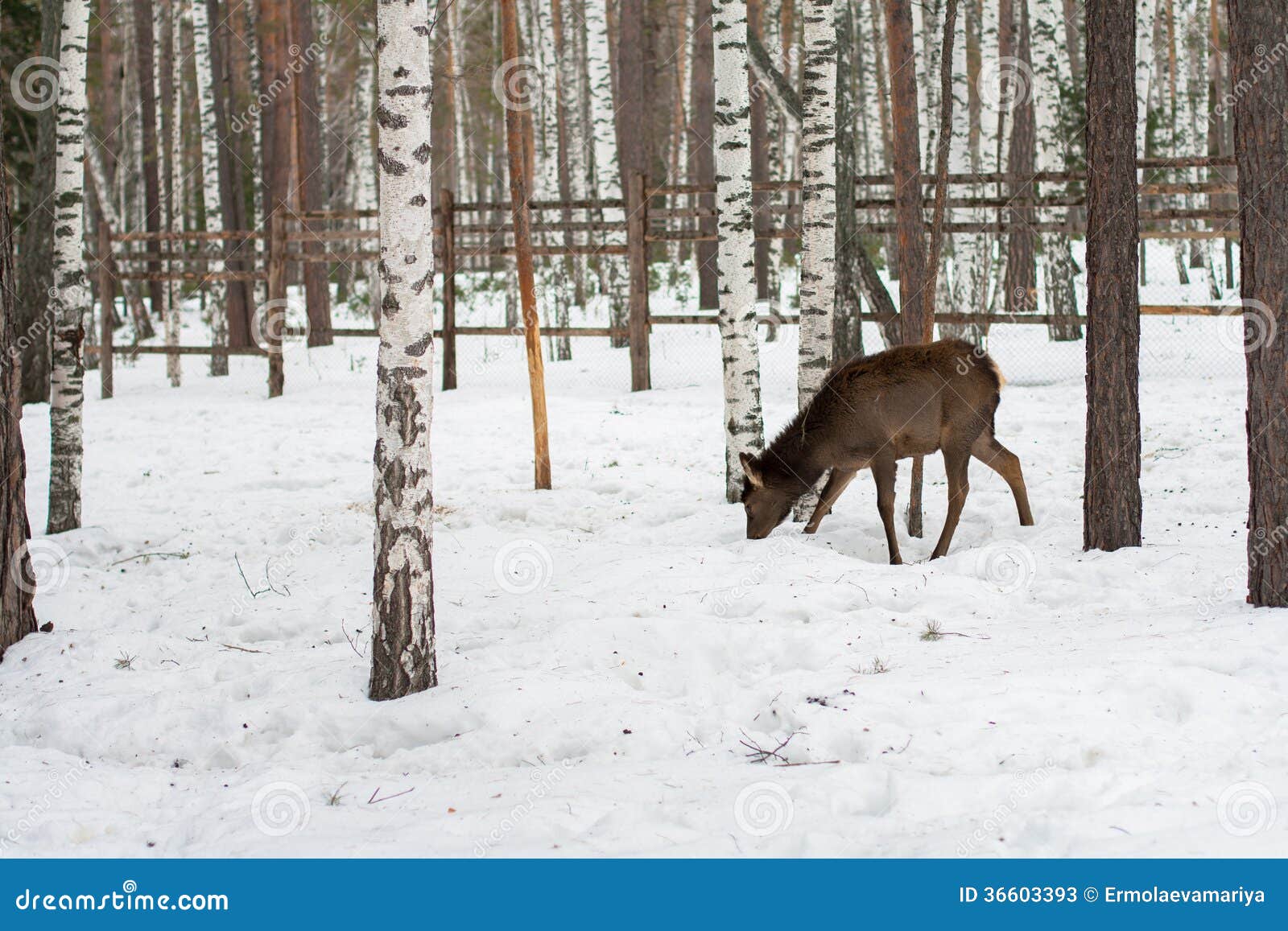 Roe Deer in the Winter in Forest Stock Image - Image of autumn ...