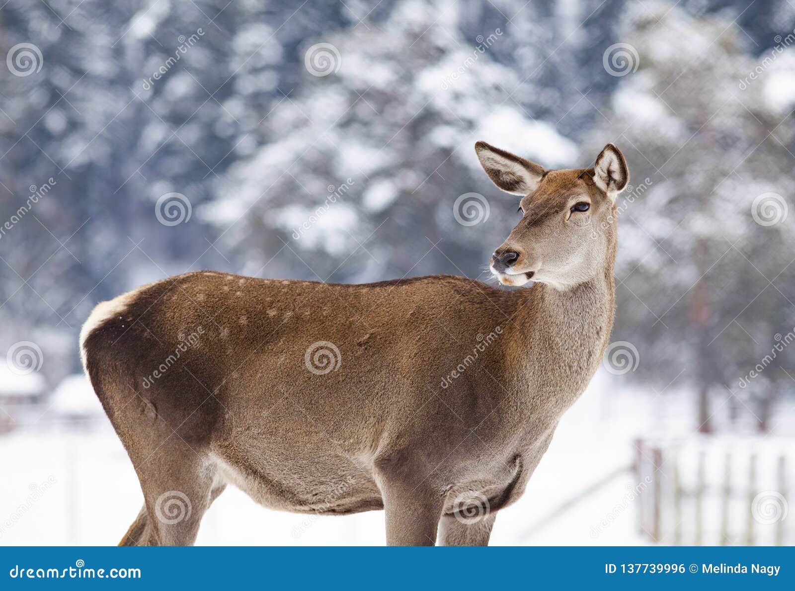 Roe deer in winter snow stock photo. Image of head, cute - 137739996