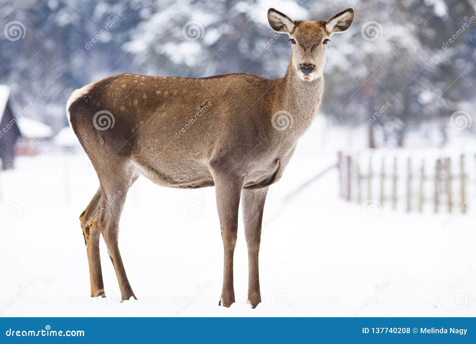 Roe deer in winter snow stock photo. Image of brown - 137740208