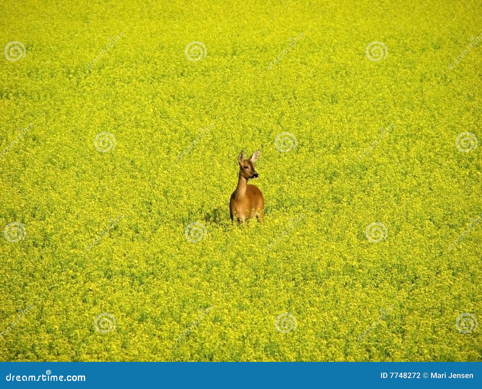 Roe deer in yellow field stock photo. Image of nature - 7748272