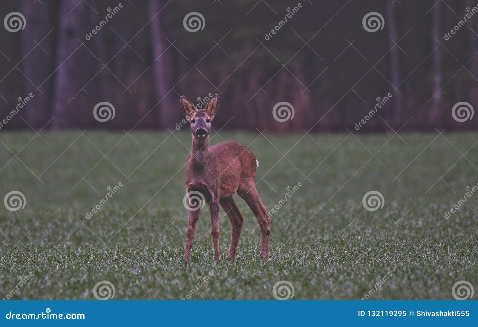 Roe deer young stock image. Image of portrait, deer - 132119295
