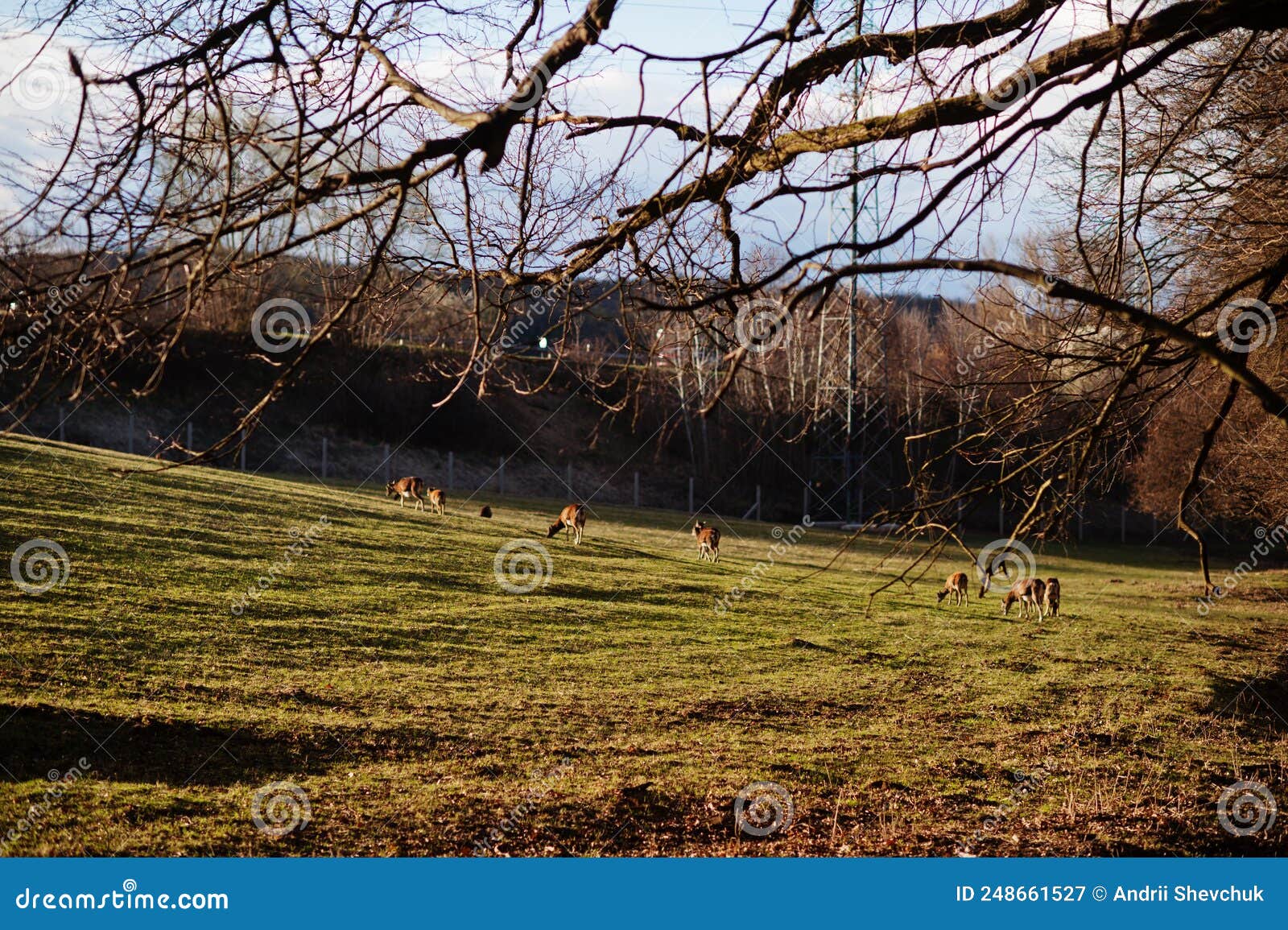 Roe Deers and Rams in Early Spring Forest Stock Image - Image of ...