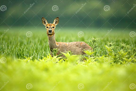 Roe Doe stock image. Image of shot, cull, shooting, animal - 1948295