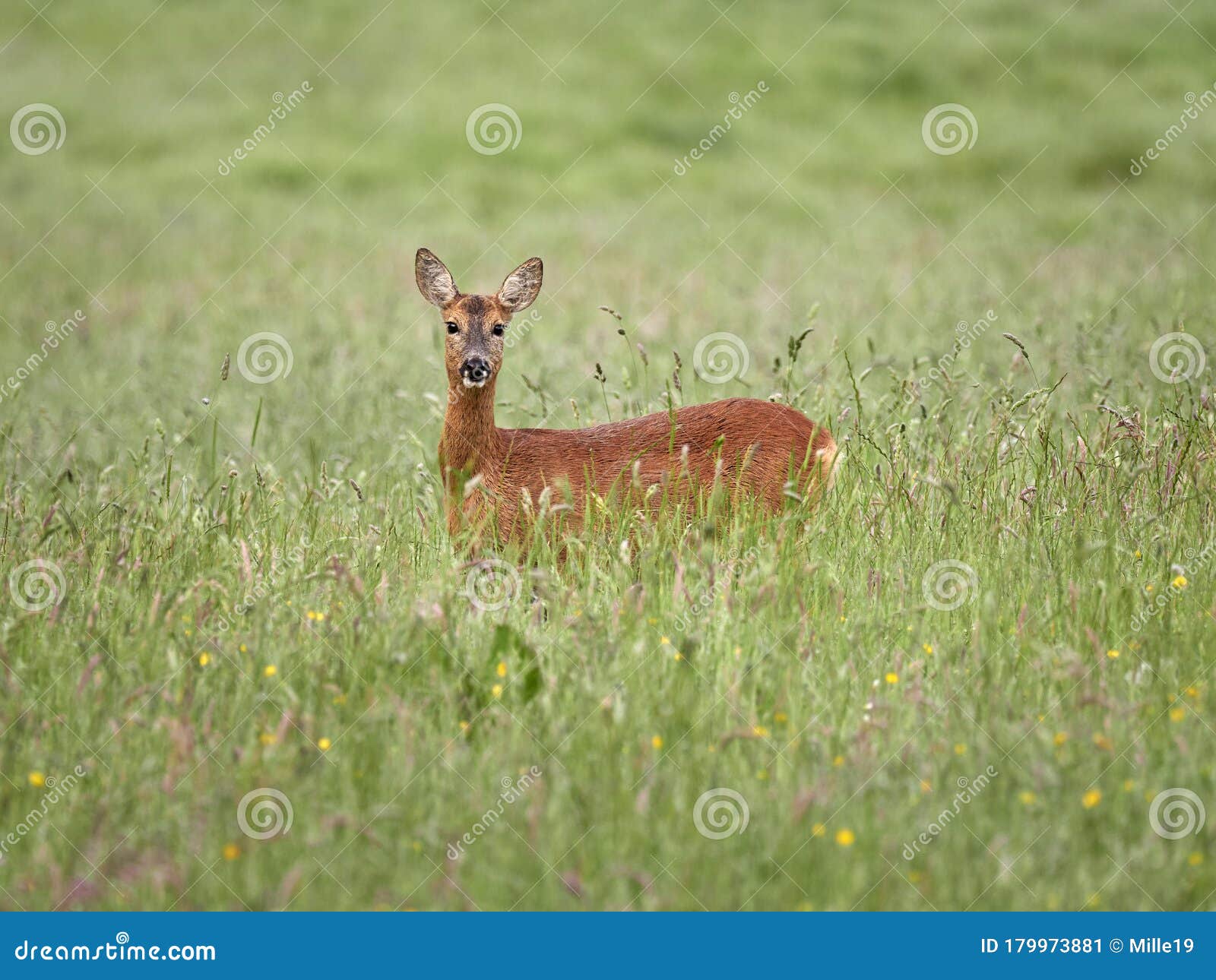 Roe Doe in tall grass stock image. Image of european - 179973881