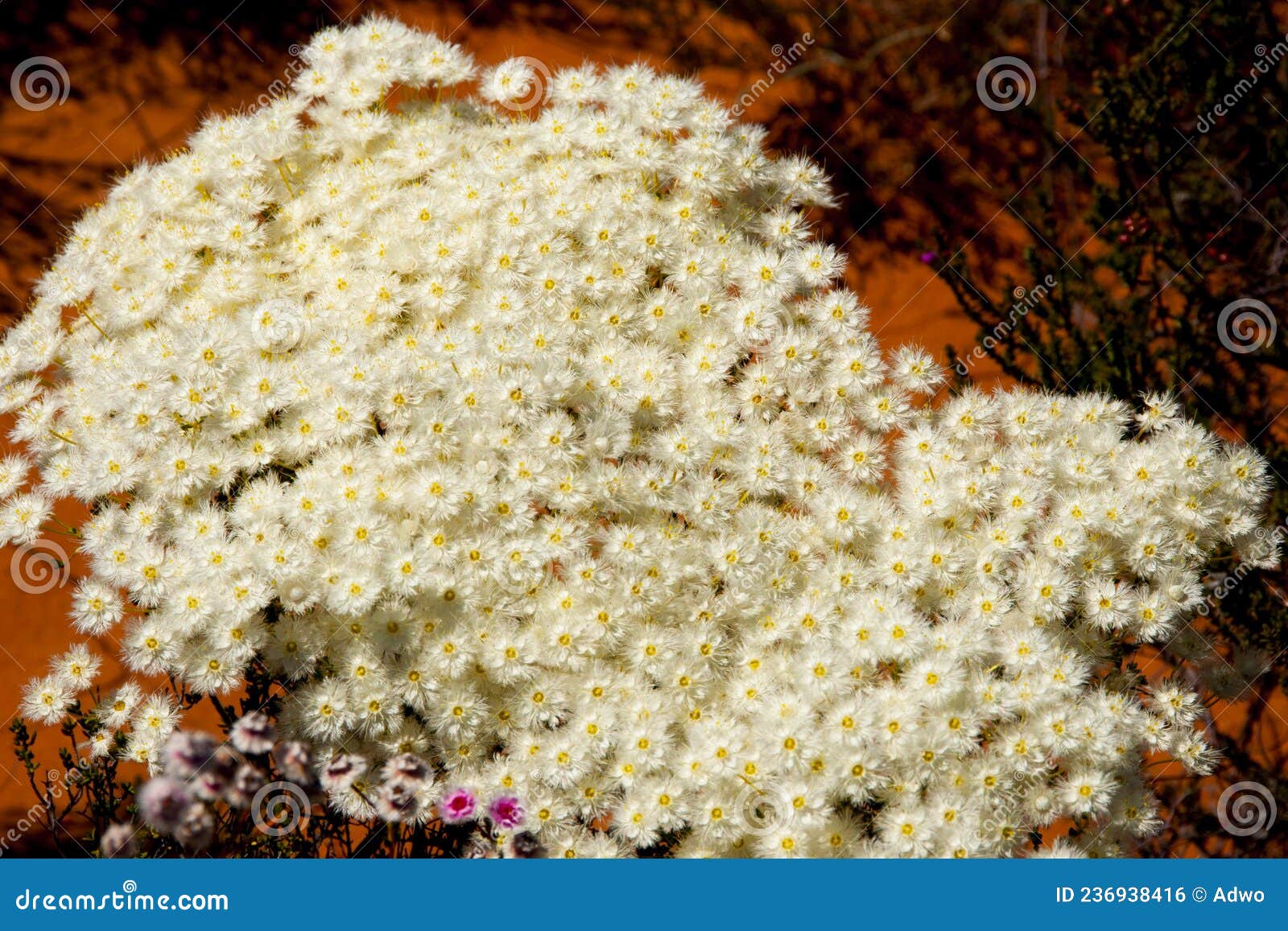 Roe`s Featherflower stock photo. Image of green, featherflower - 236938416