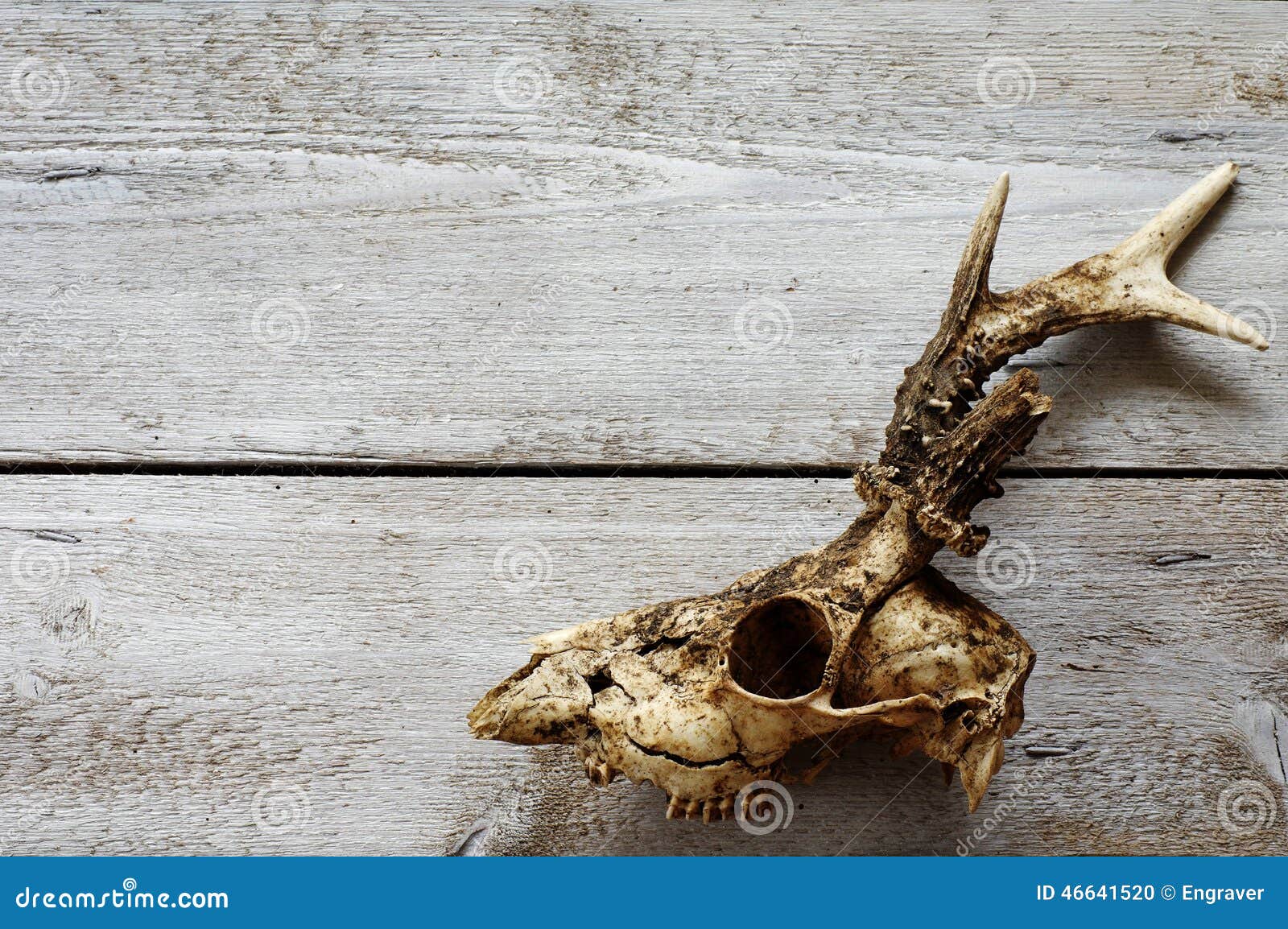 Roe skull backgrounds stock photo. Image of male, animals - 46641520