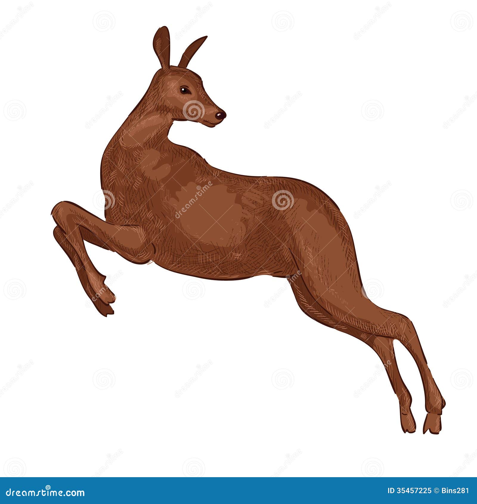 Roe stock vector. Illustration of background, vector - 35457225