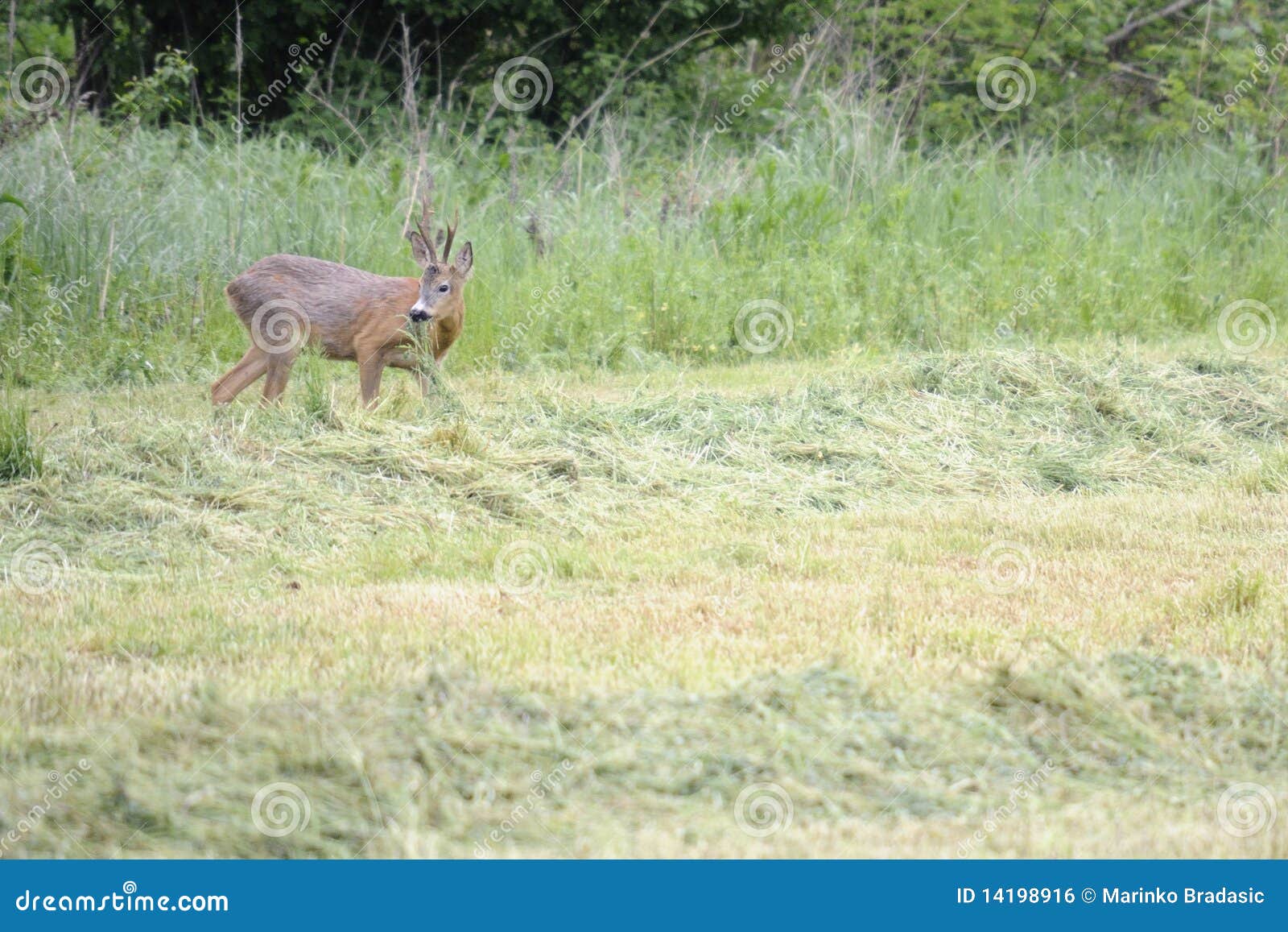 Roebuck stock photo. Image of wild, animal, spring, roebuck - 14198916