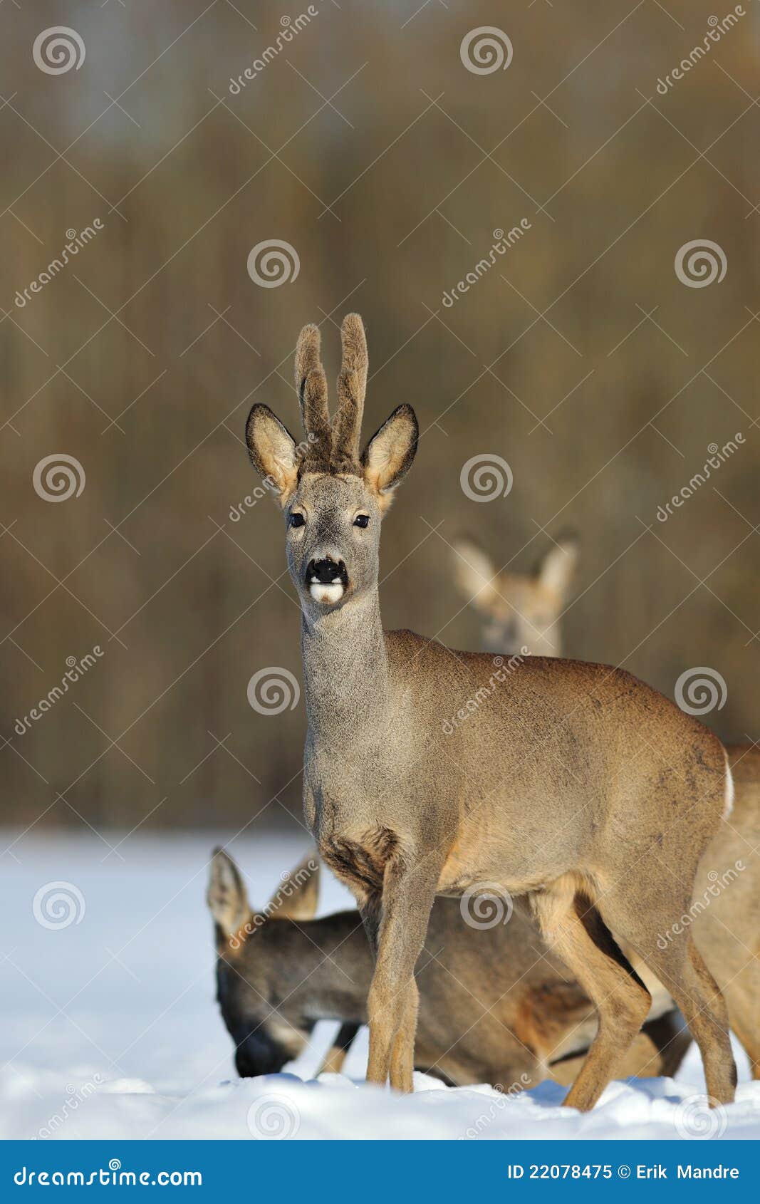 Roebuck stock image. Image of gorgeous, stare, wildlife - 22078475