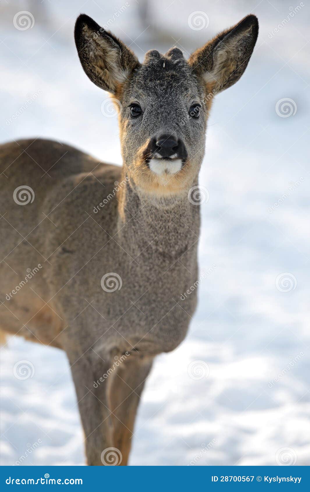 Roebuck stock image. Image of cold, animals, nature, animal - 28700567