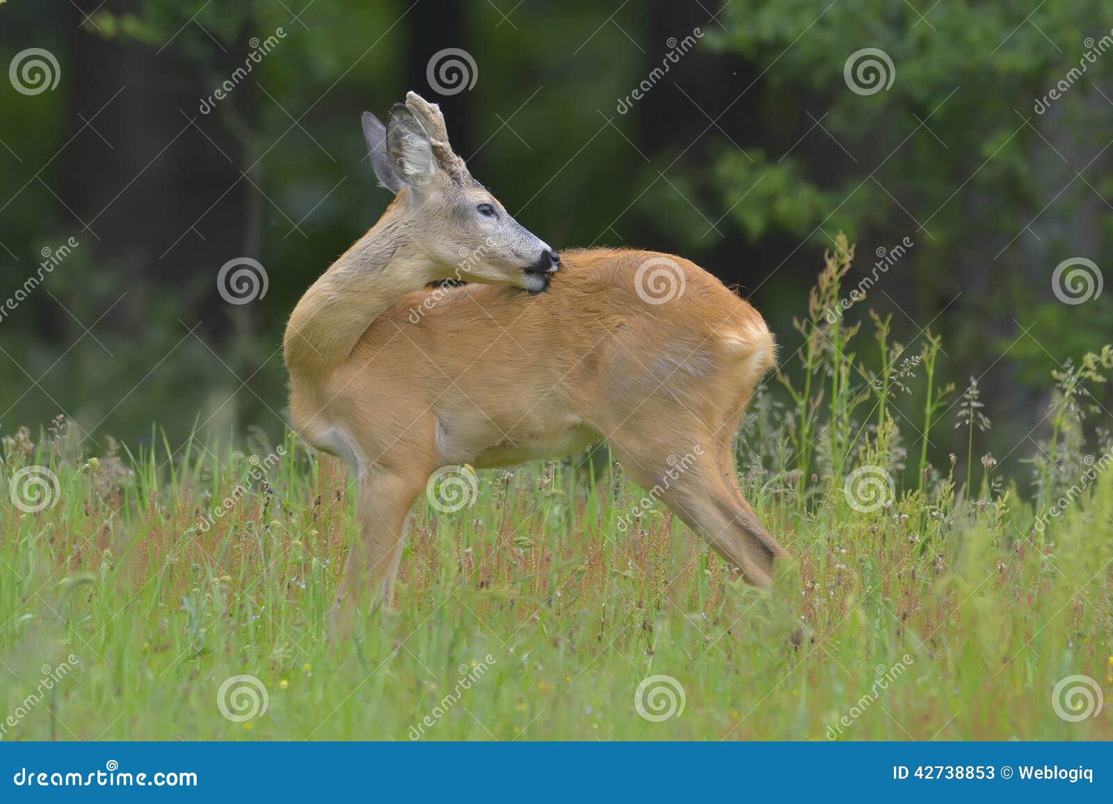 Roebuck (capreolus Capreolus) Stock Image - Image of mammalia, fields ...
