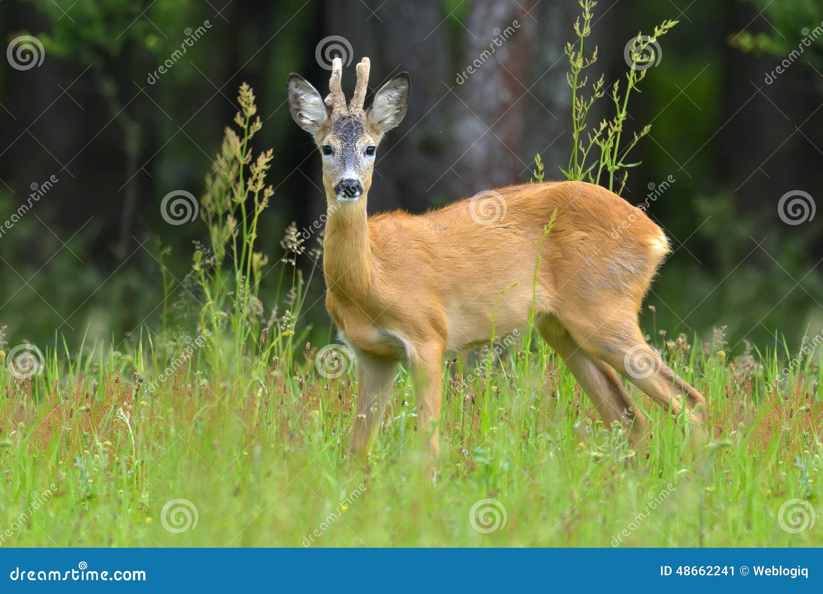 Roebuck stock image. Image of grass, male, mammalia, morning - 48662241
