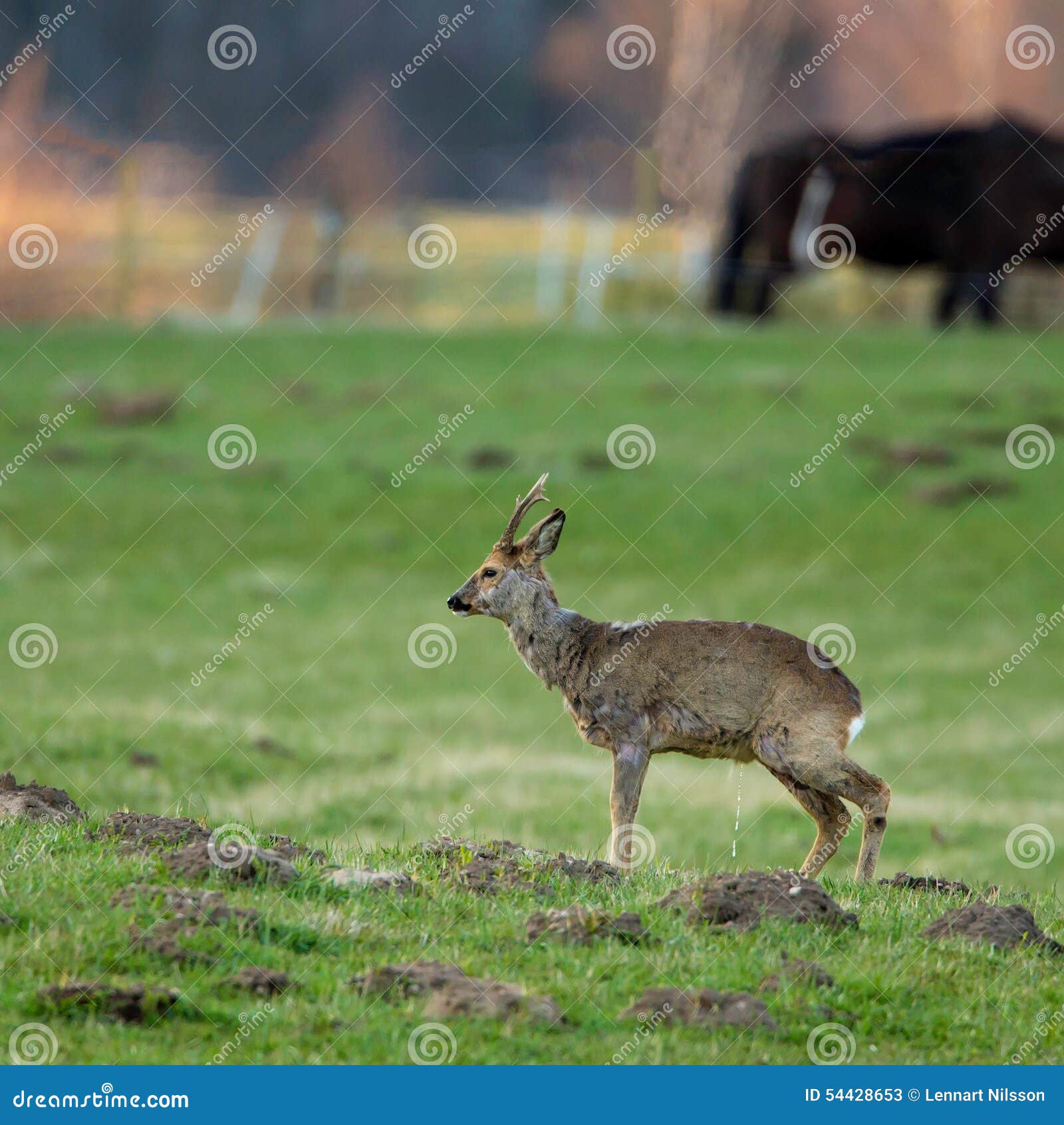 Roebuck stock image. Image of roebuck, mammals, horse - 54428653