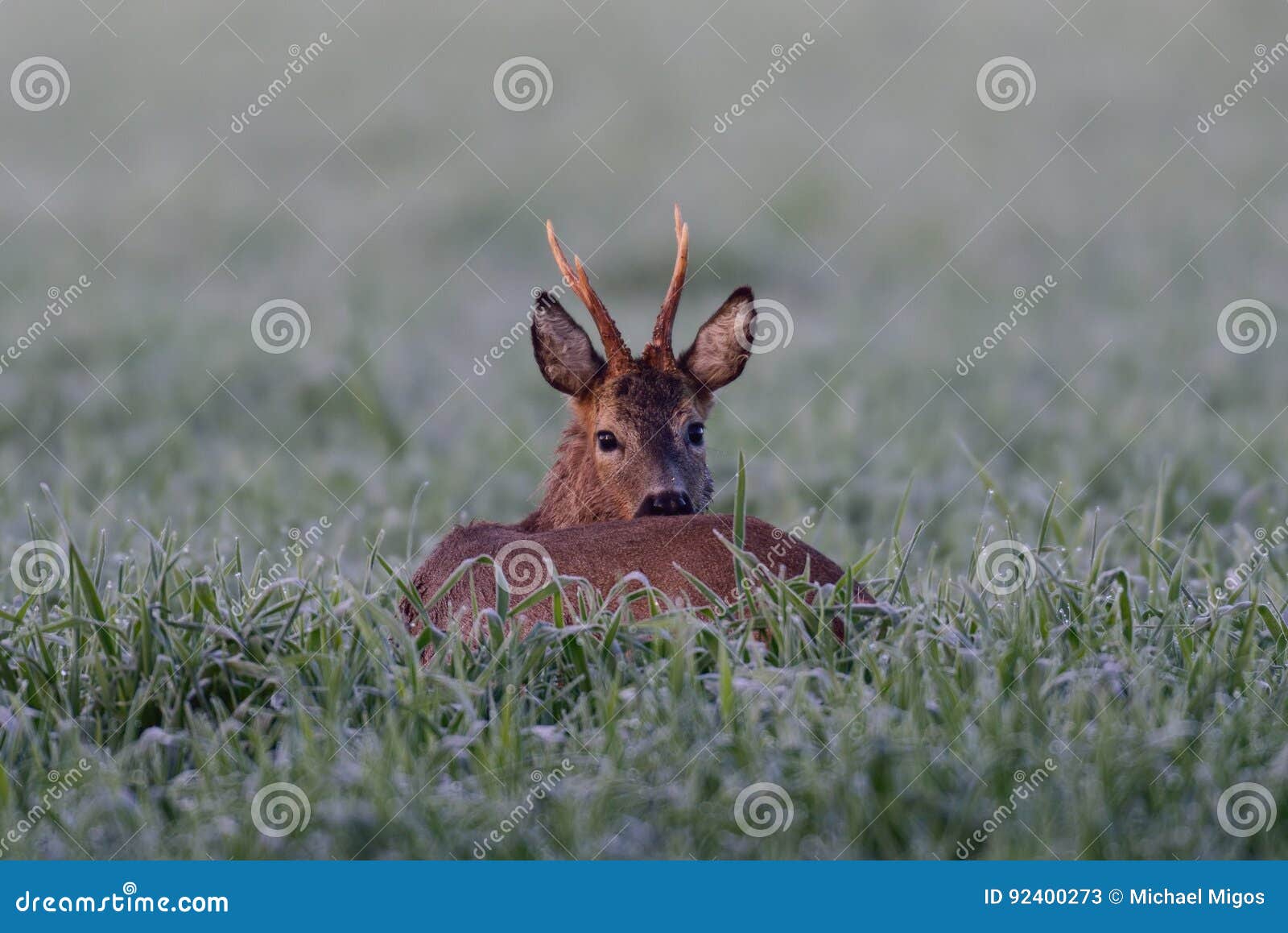 Roebuck in the field stock image. Image of morning, wildanimal - 92400273