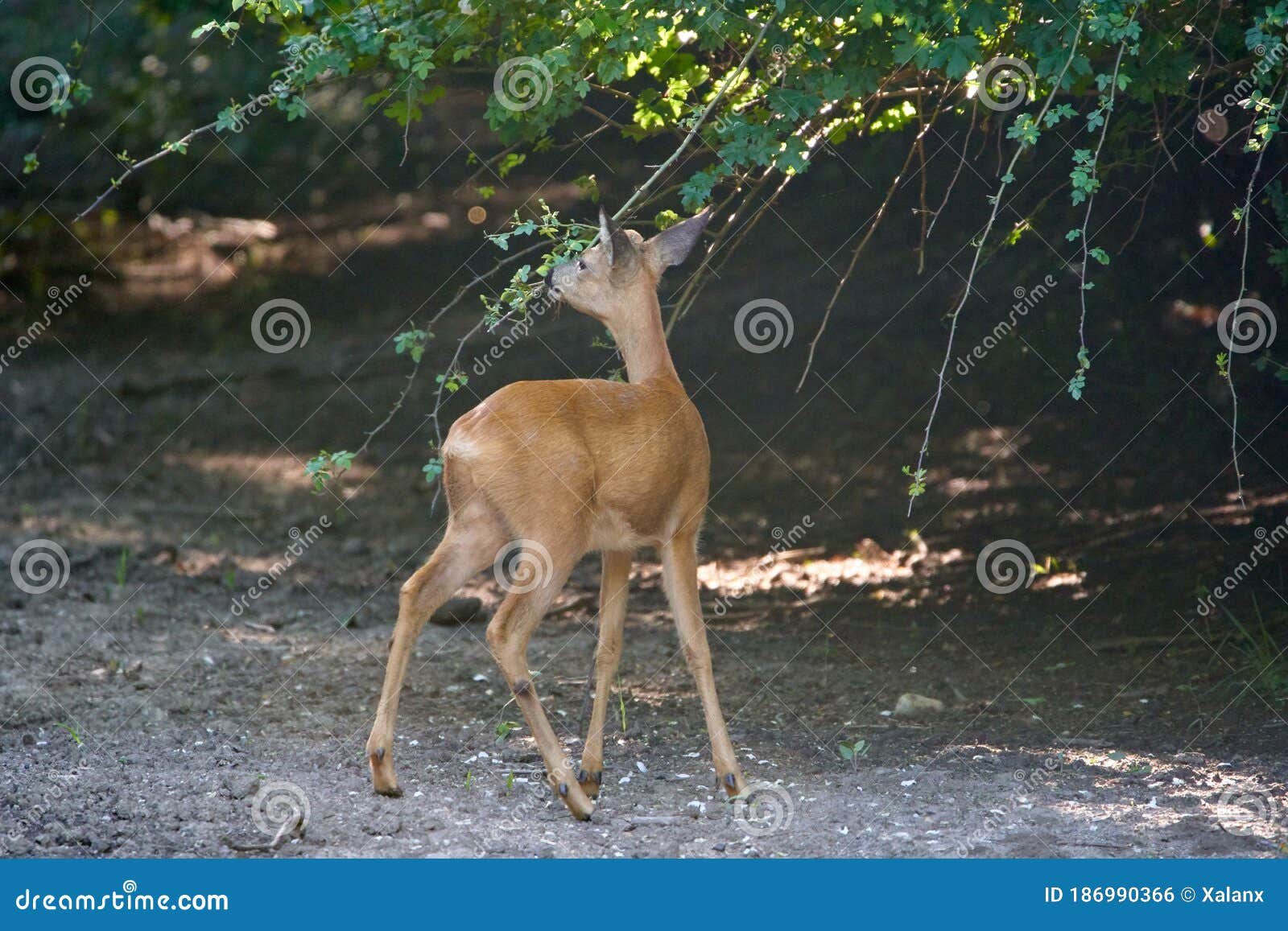 Roebuck in the forest stock photo. Image of buck, grassfield - 186990366