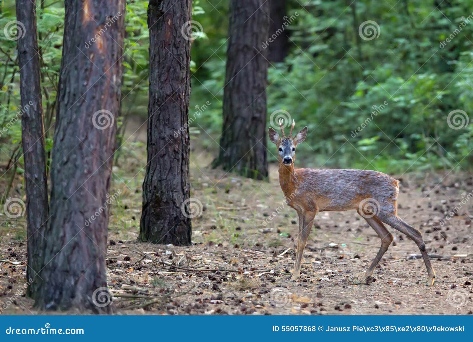Roebuck in the forest stock photo. Image of runner, animal - 55057868