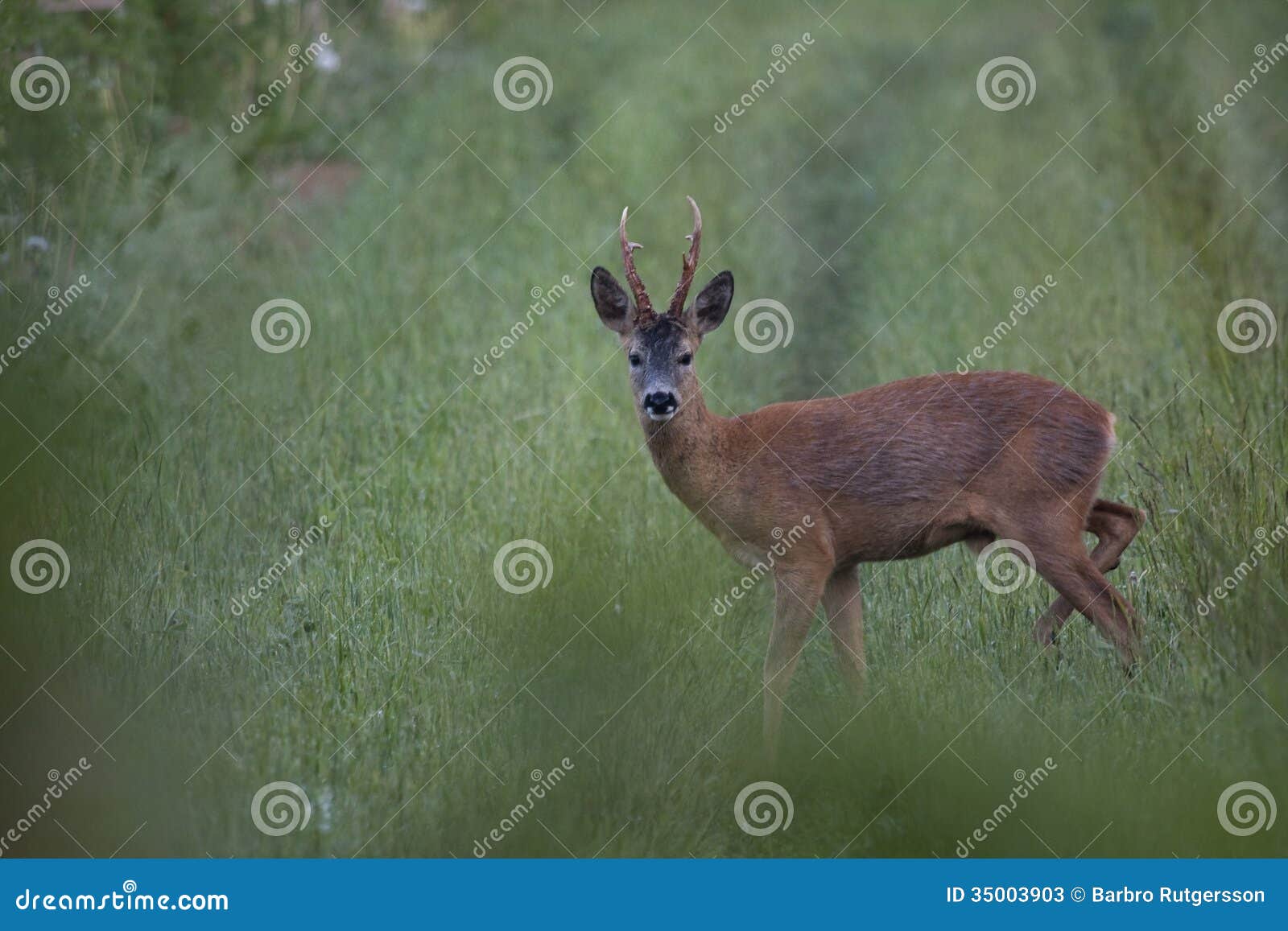 Roebuck stock image. Image of animals, buck, wildlife - 35003903