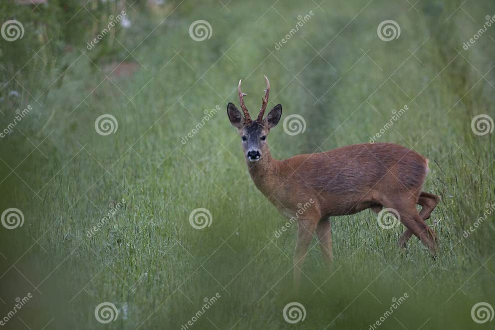 Roebuck stock image. Image of animals, buck, wildlife - 35003903