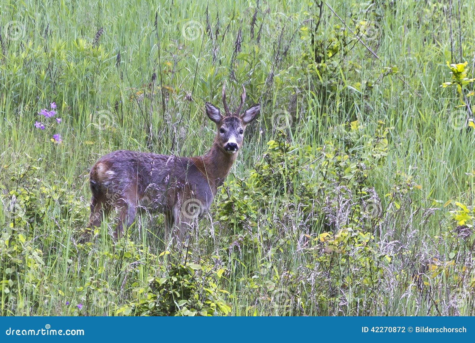 Roebuck stock photo. Image of hunting, grassland, hunt - 42270872