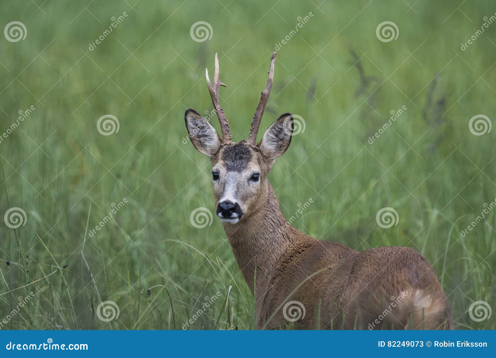 Roebuck stock image. Image of green, wildlife, grass - 82249073