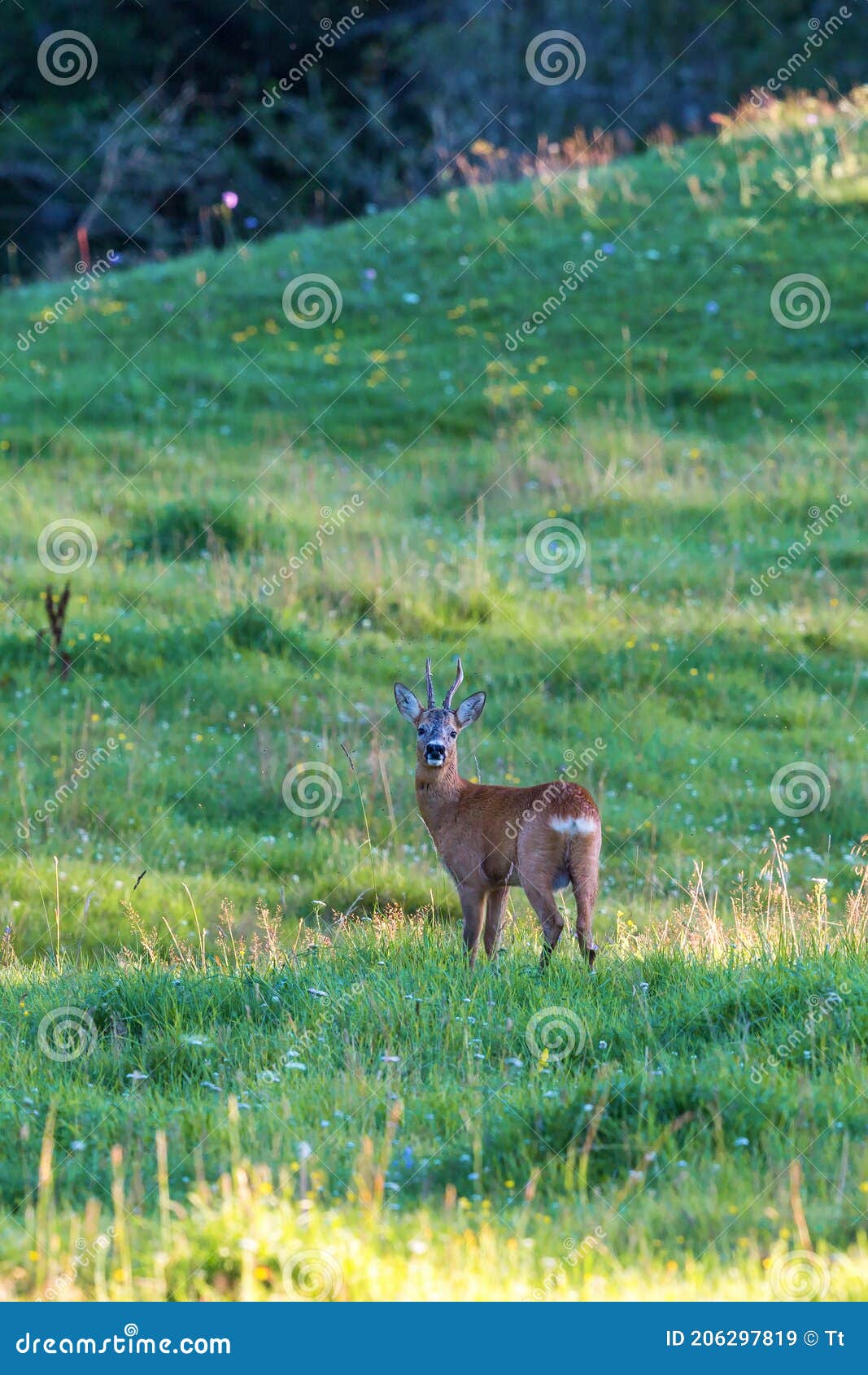 Roebuck on a Meadow in Summer Stock Image - Image of antlers, field ...