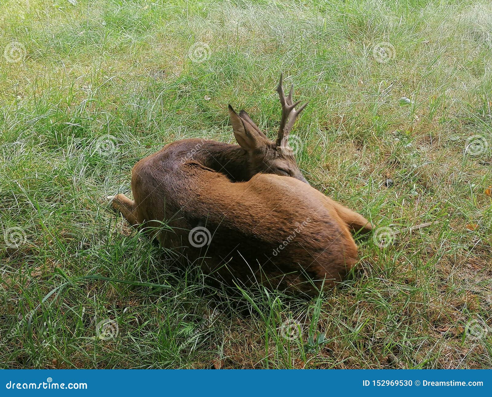 Roebuck stock photo. Image of forest, buck, roebuck - 152969530