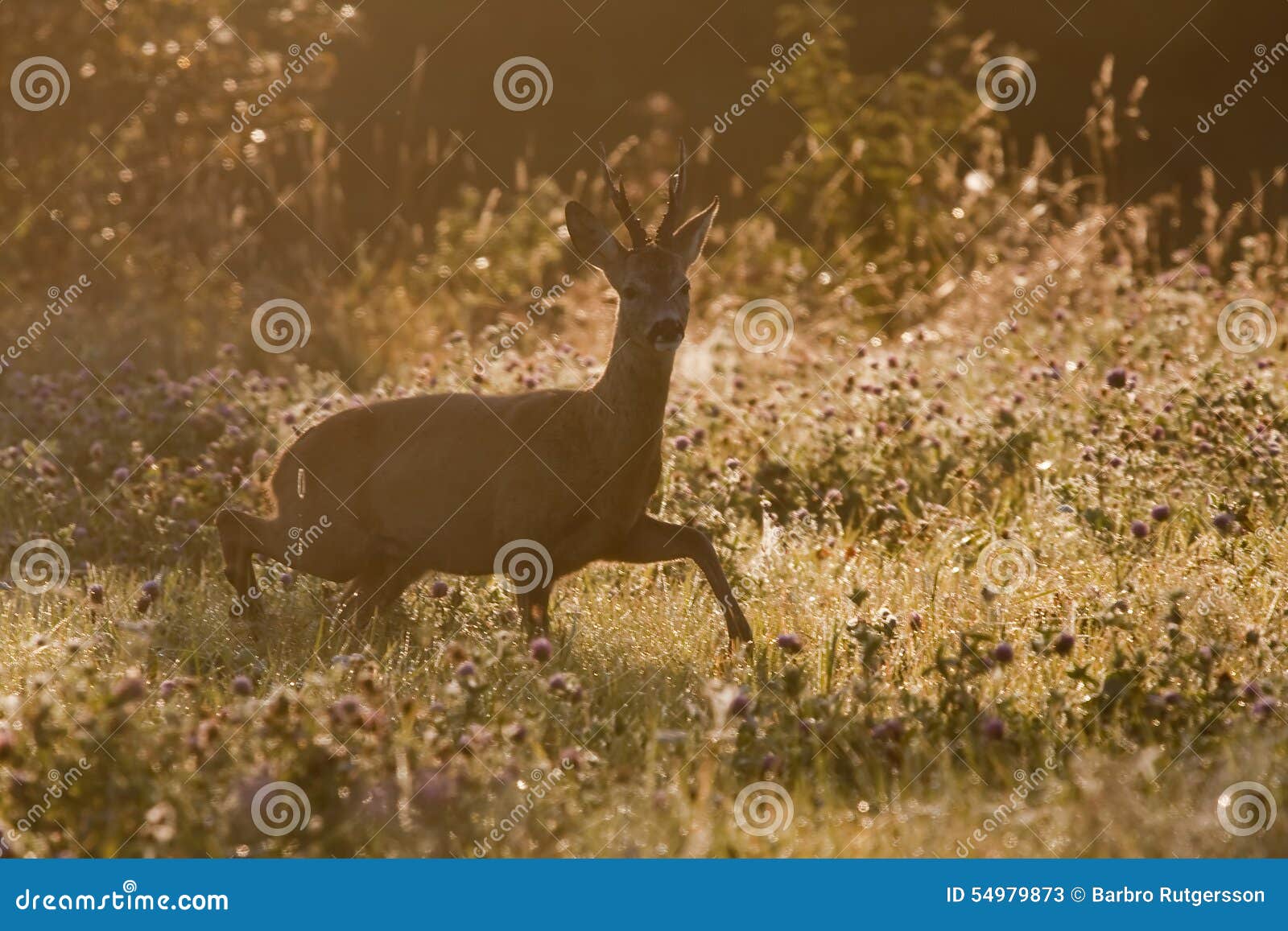 Roebuck stock image. Image of sunlit, fields, bucks, sunlight - 54979873