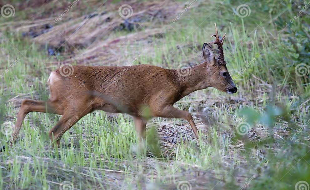 Roebuck stock photo. Image of walk, male, animals, game - 54544218
