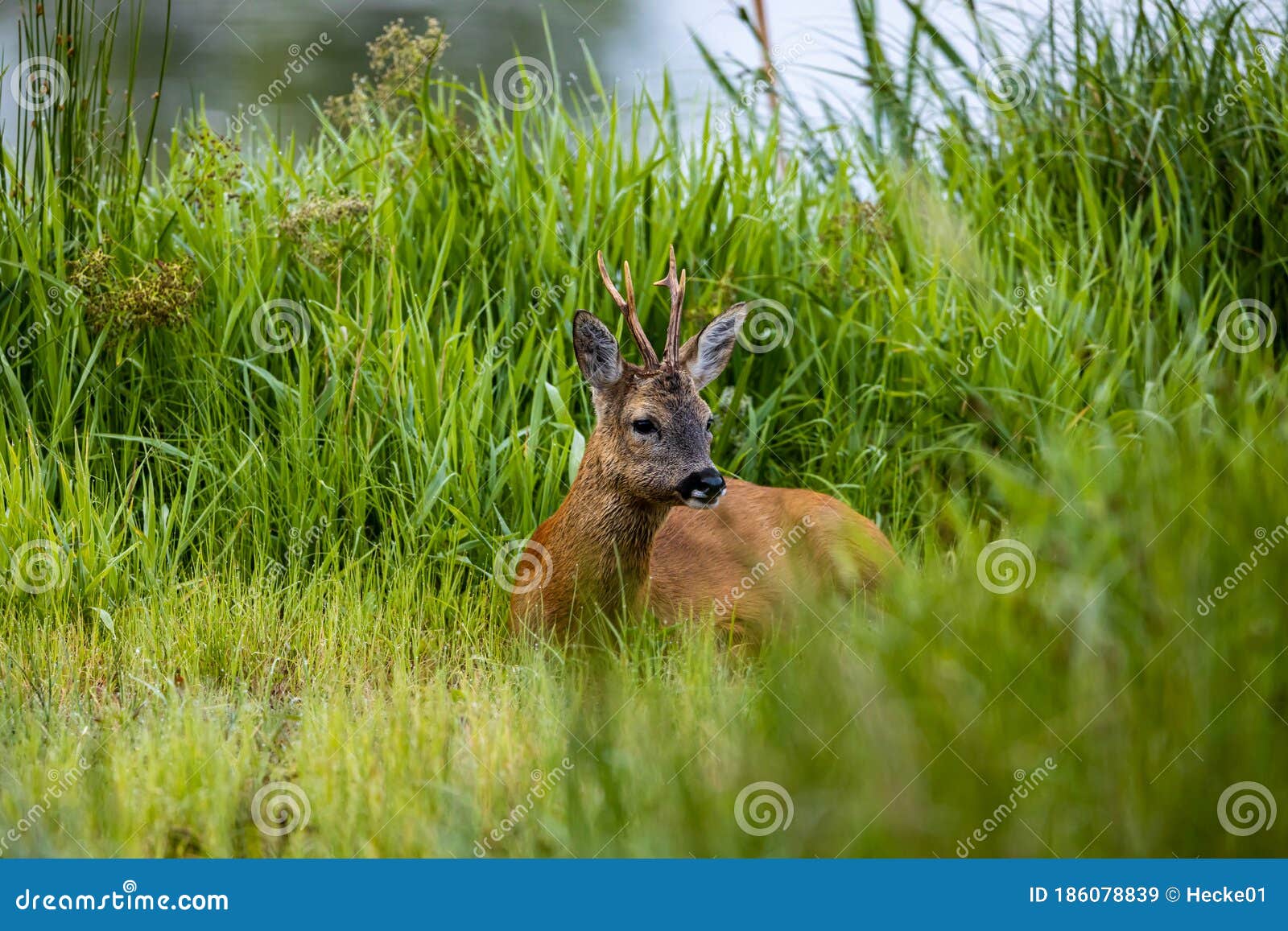 Roebuck in the wild stock image. Image of animal, nature - 186078839