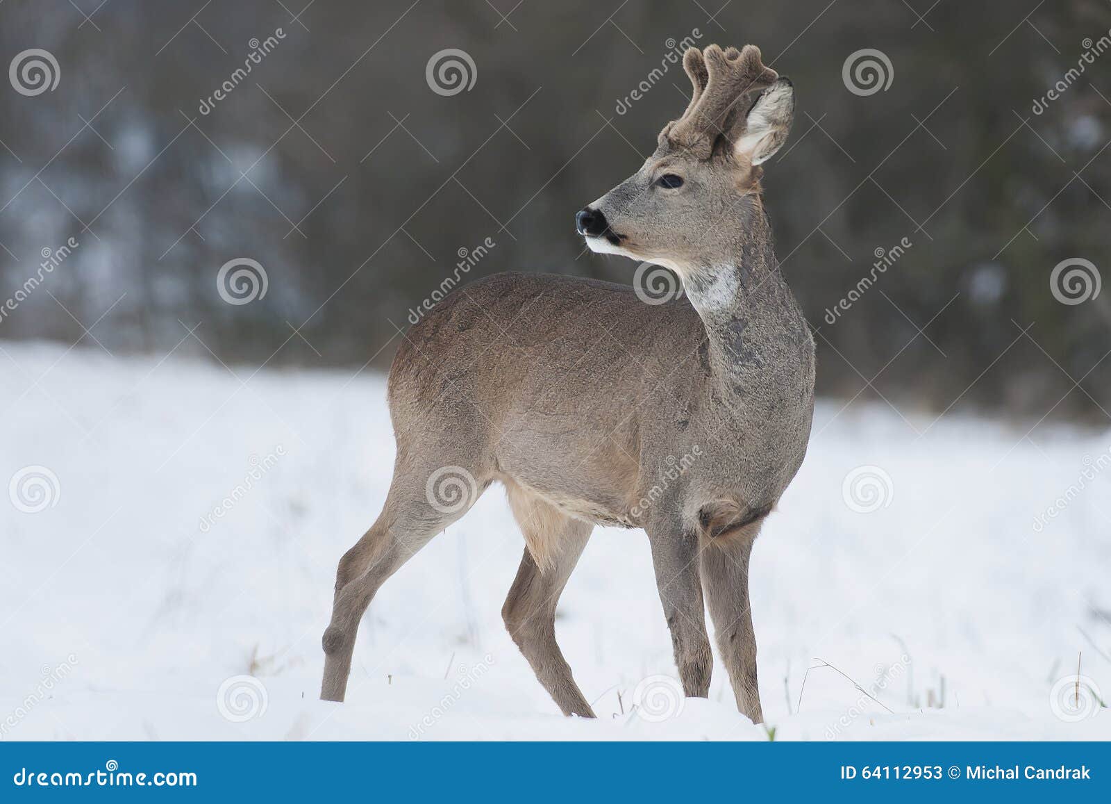 Roebuck in the winter stock image. Image of outdoors - 64112953