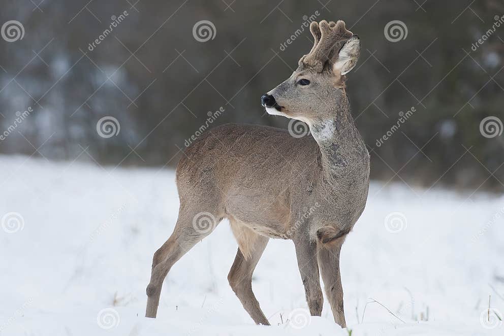 Roebuck in the winter stock image. Image of outdoors - 64112953