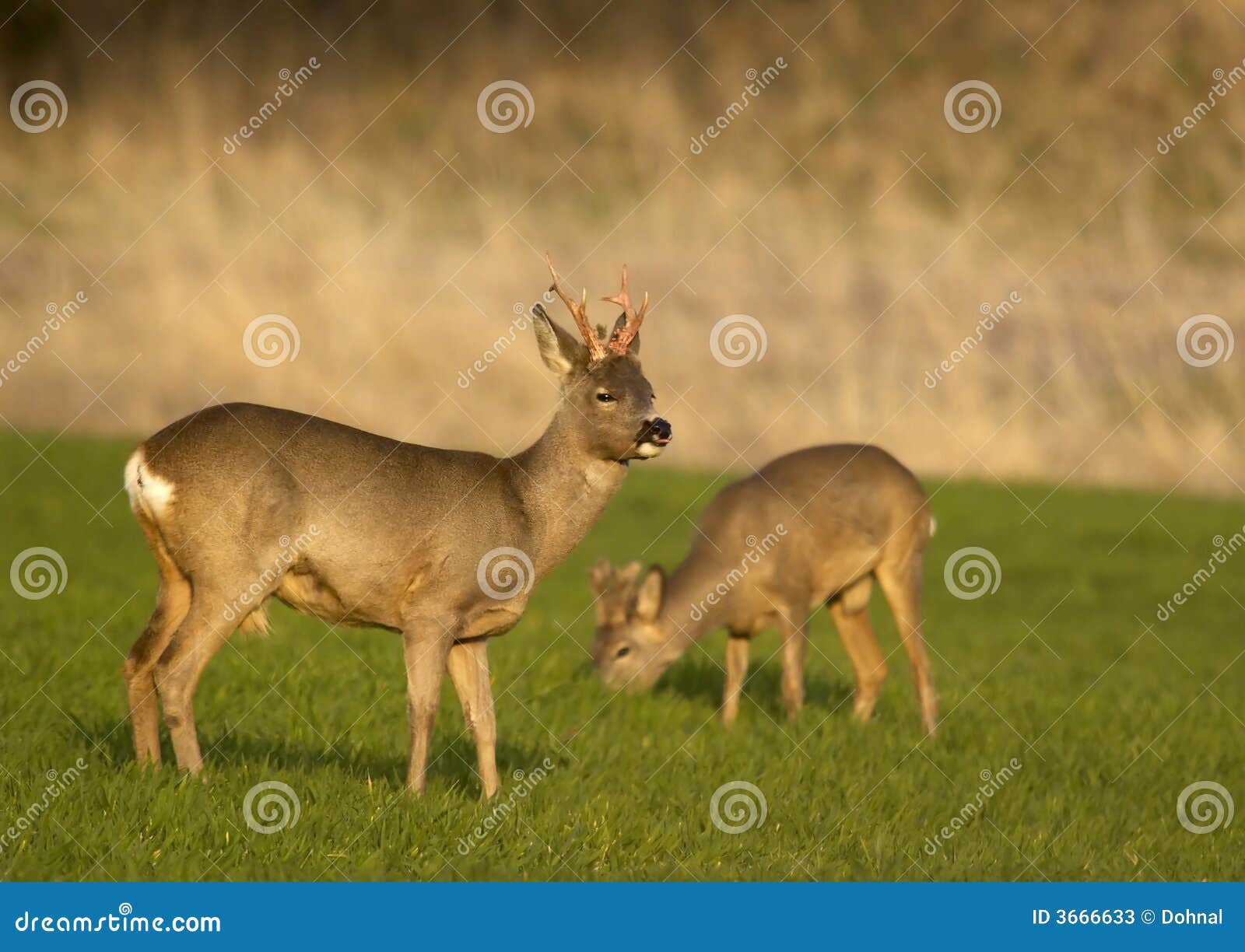 Roebucks stock image. Image of deer, pasture, ears, attire - 3666633