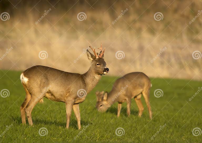Roebucks stock image. Image of deer, pasture, ears, attire - 3666633