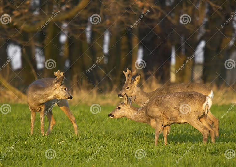 Roebucks stock photo. Image of ears, animal, bush, mammal - 3666650