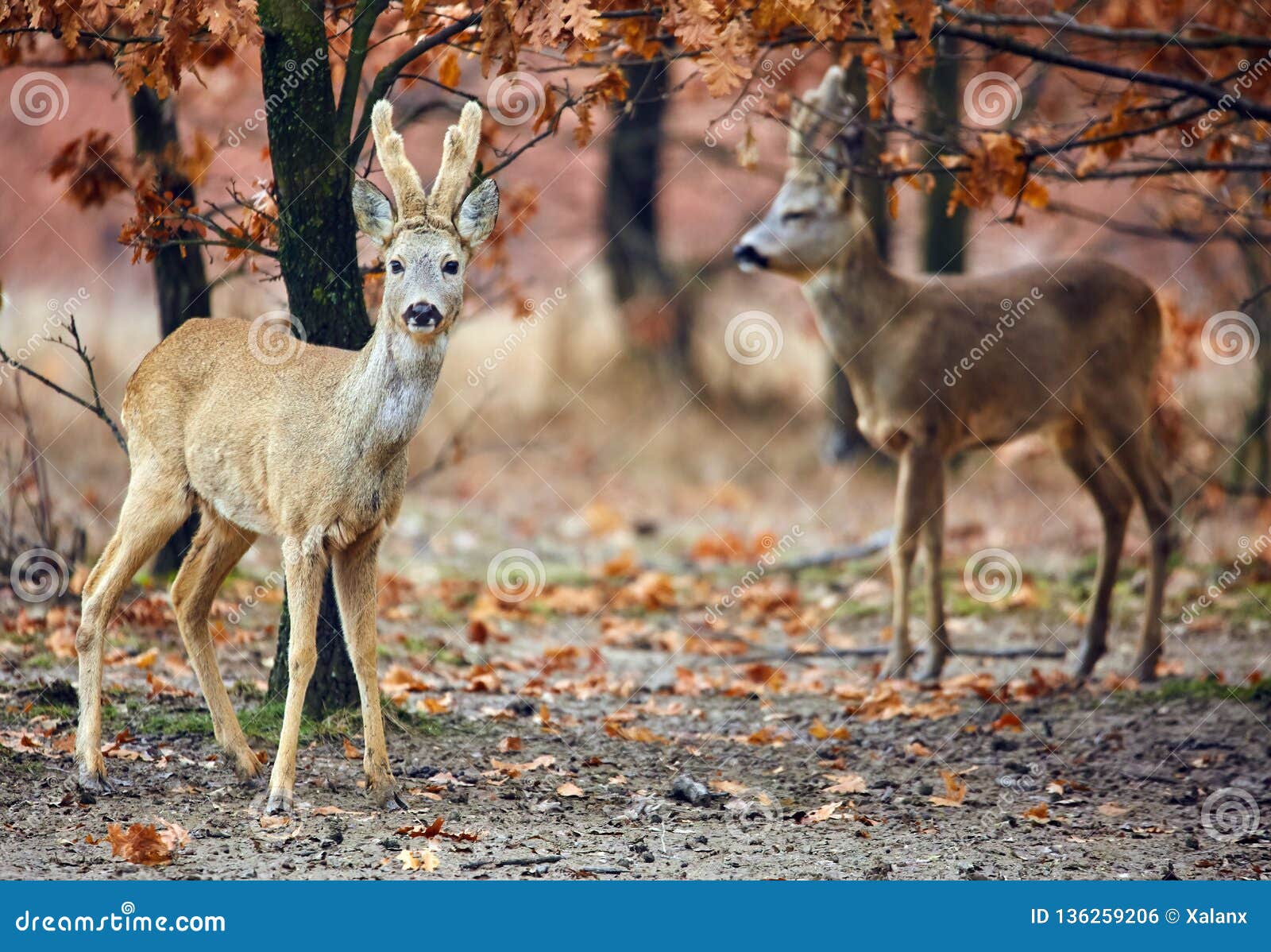 Roebucks in the forest stock photo. Image of orange - 136259206