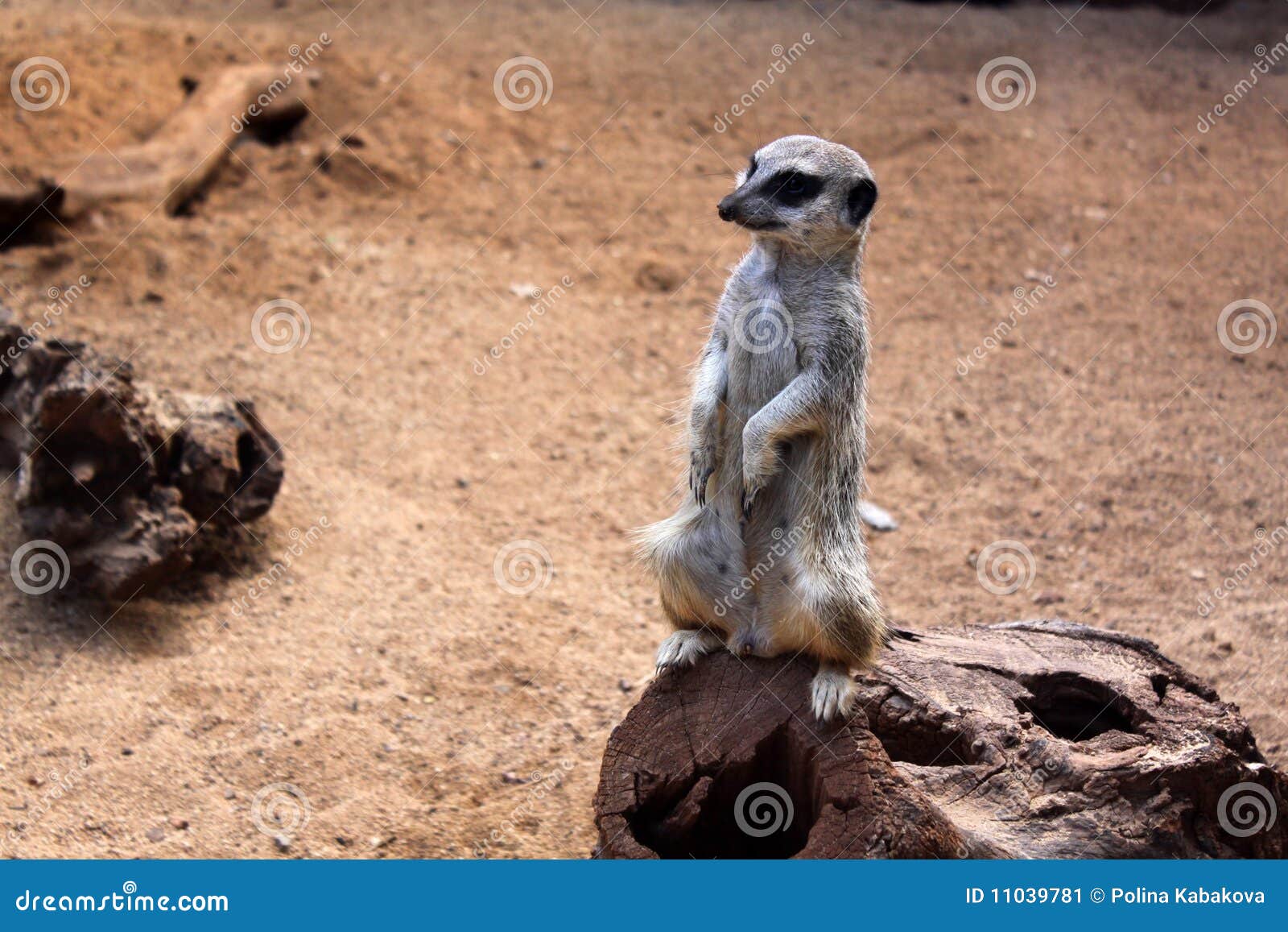 Roedor imagen de archivo. Imagen de mascotas, roedor - 11039781