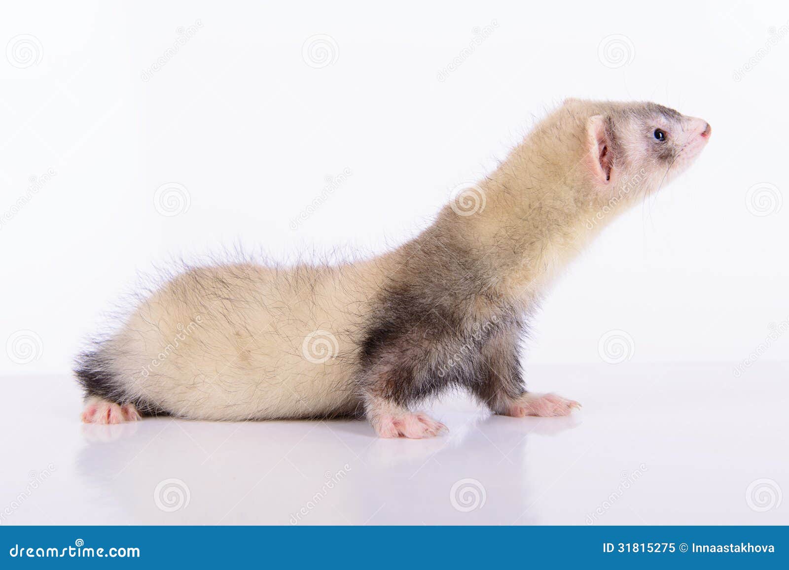 Roedor animal pequeno imagem de stock. Imagem de pelaria - 31815275