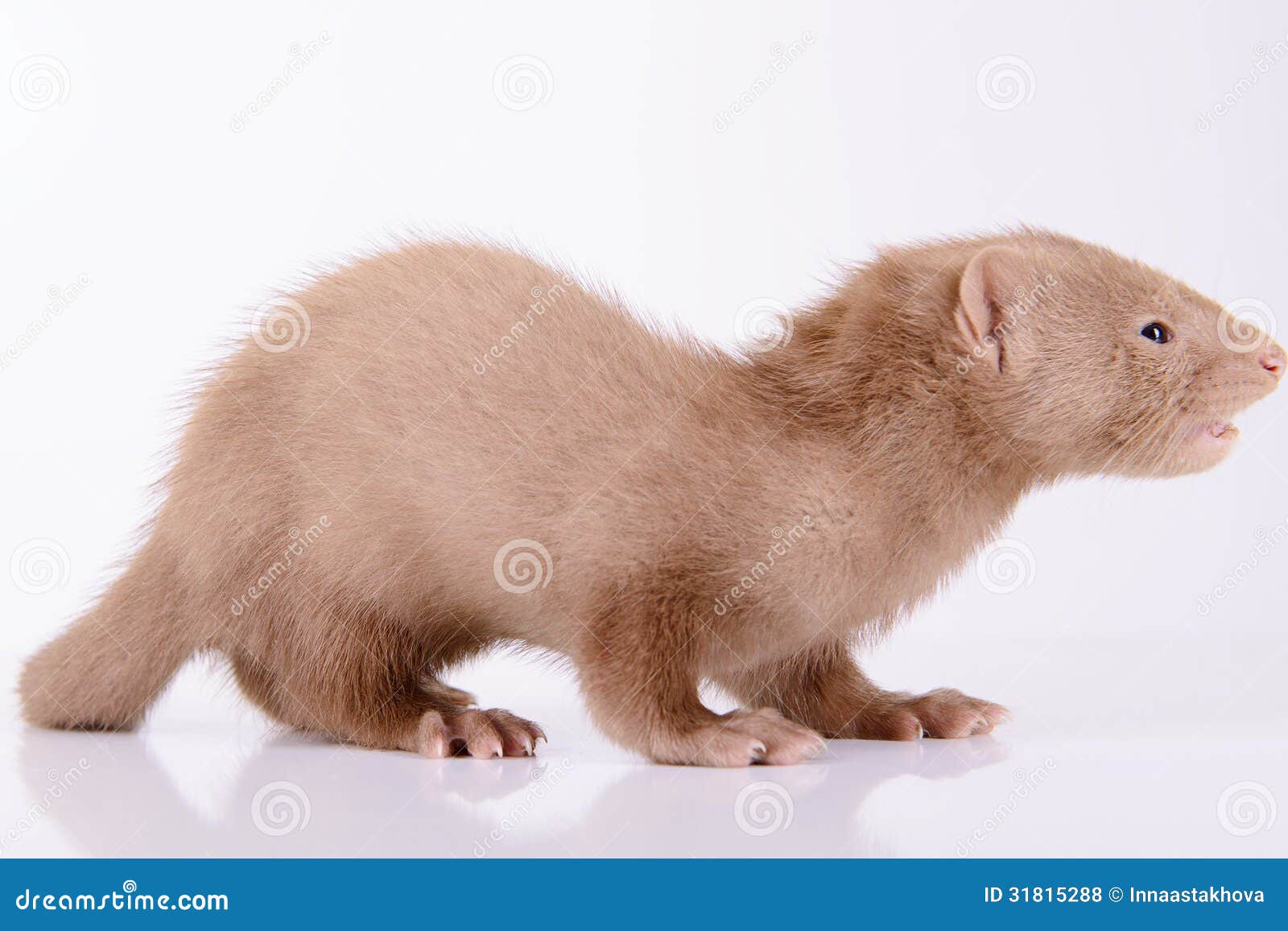 Roedor animal pequeno foto de stock. Imagem de dente - 31815288