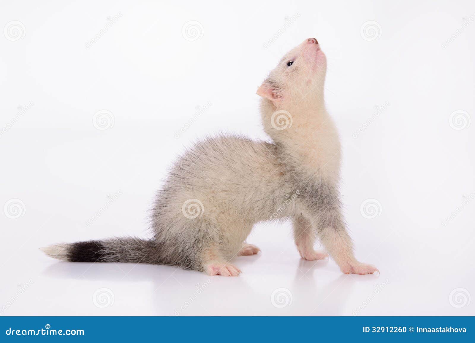 Roedor animal pequeno foto de stock. Imagem de roedor - 32912260