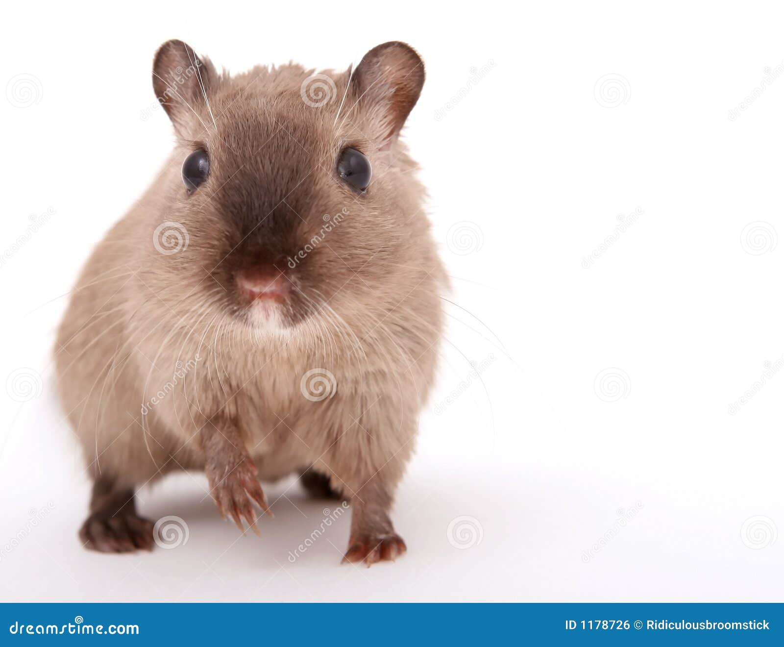Roedor Masculino Joven Atractivo Foto de archivo - Imagen de cierre ...