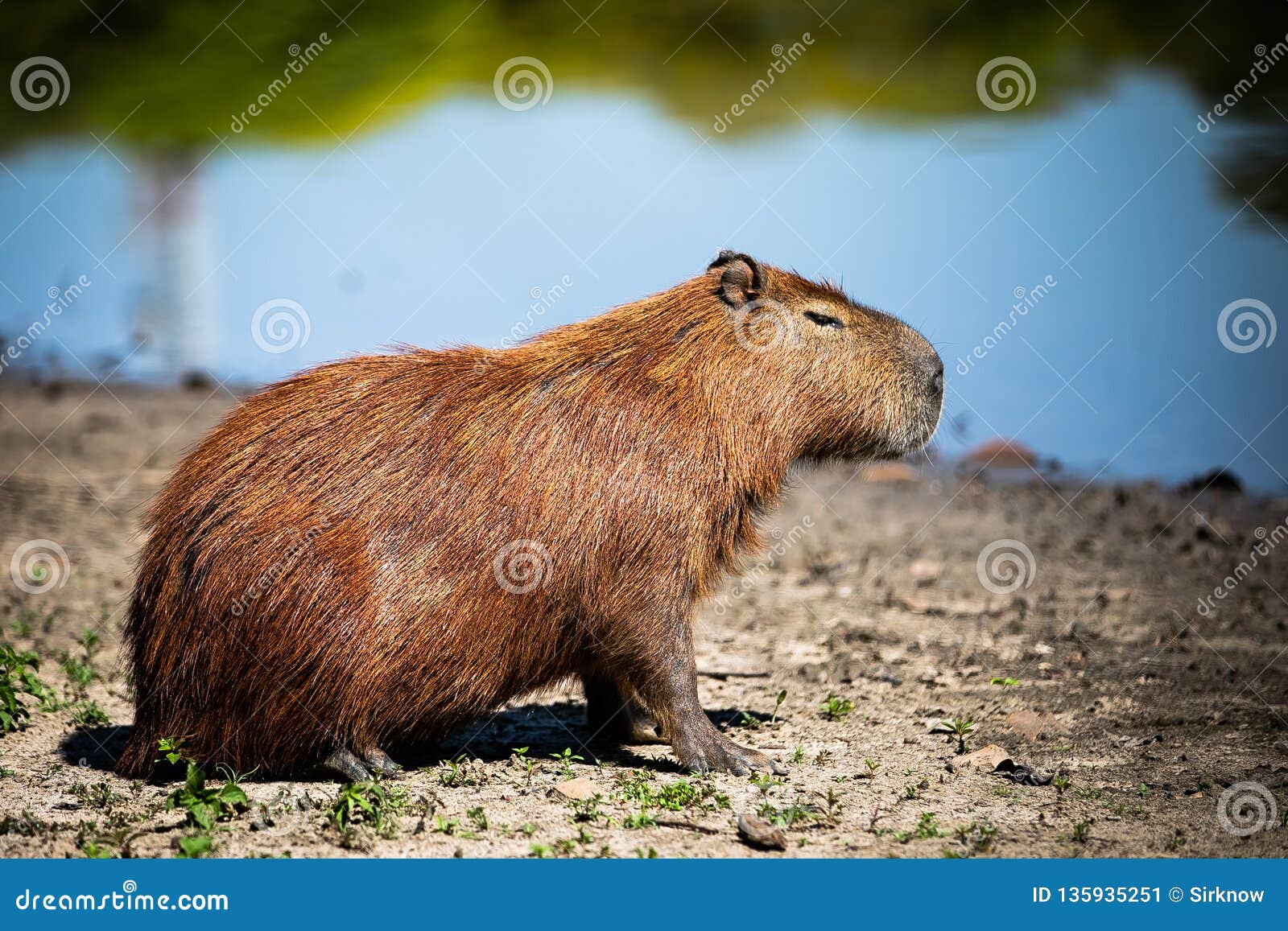 Roedor Salvaje De Su Homeplace Imagen de archivo - Imagen de bosque ...