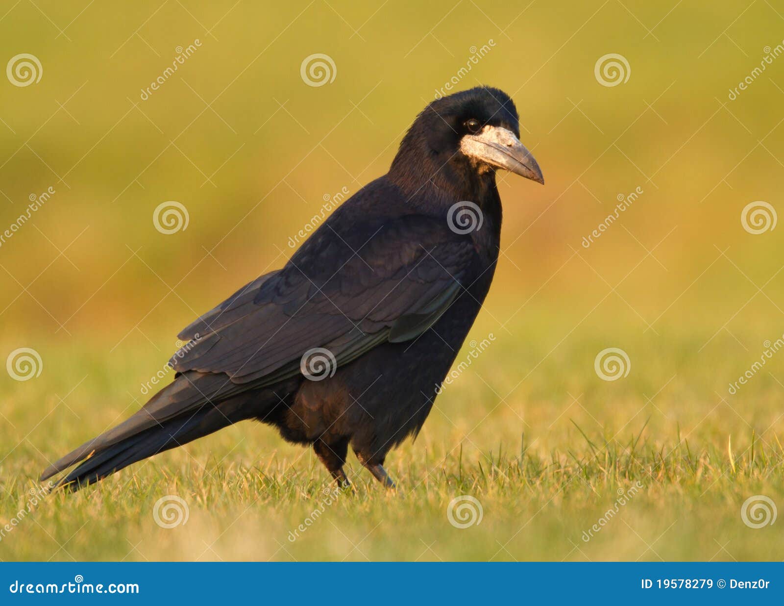 Roek stock afbeelding. Image of zwart, dier, toren, gras - 19578279